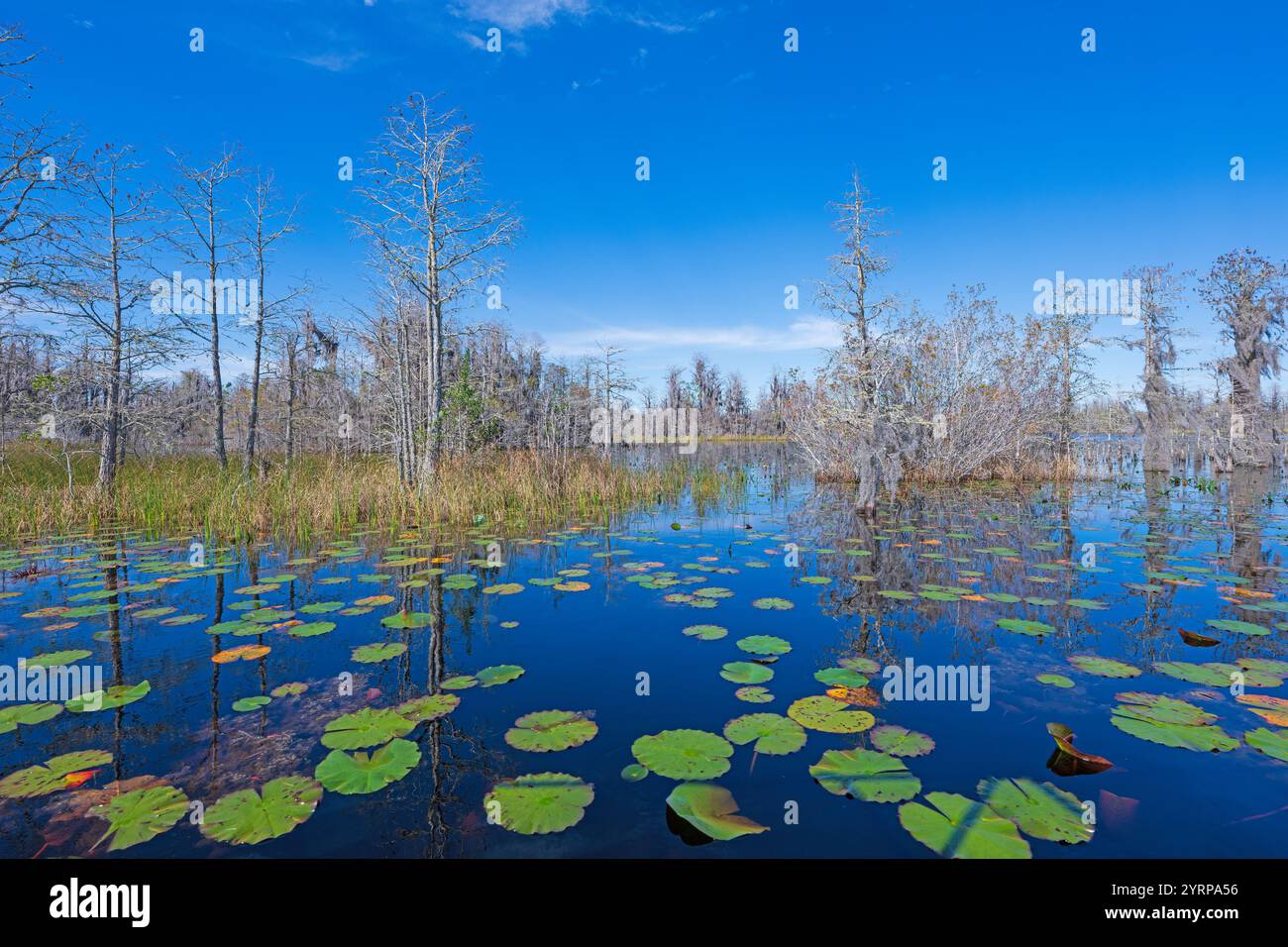 Cypress Trees Growing in the Lily Pads in the Okefenokee National ...