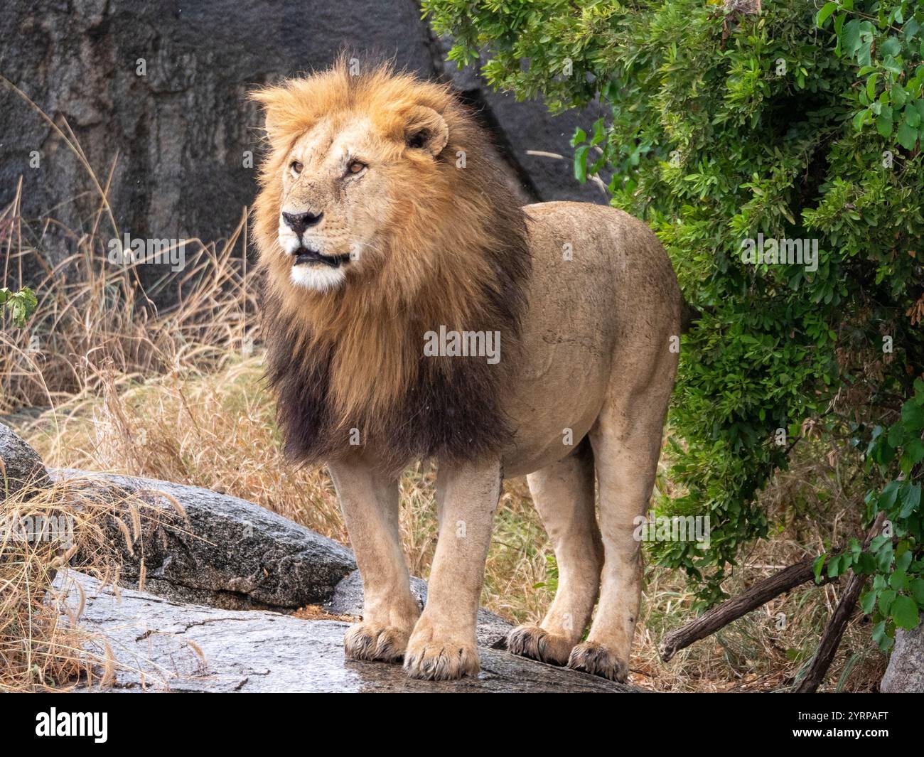 Male lion taken in hi-res stock photography and images - Alamy