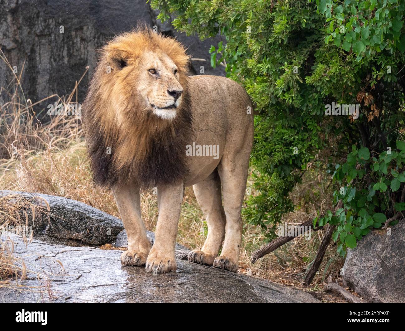 Beautiful male lion (Panthera leo) in the Serengeti. Taken on a rock ...