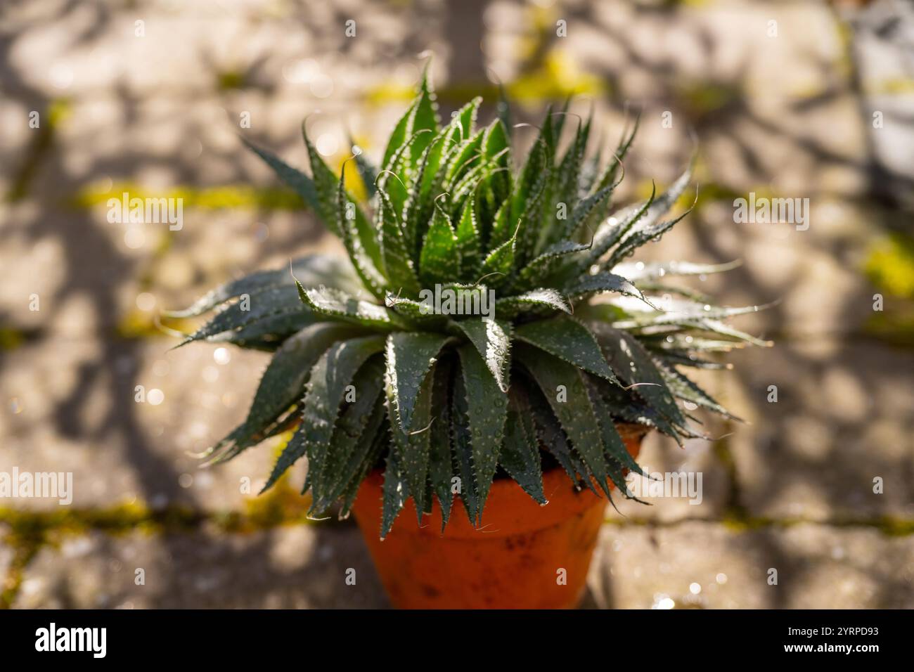 Lace aloe in a pot viewed from above Stock Photo - Alamy