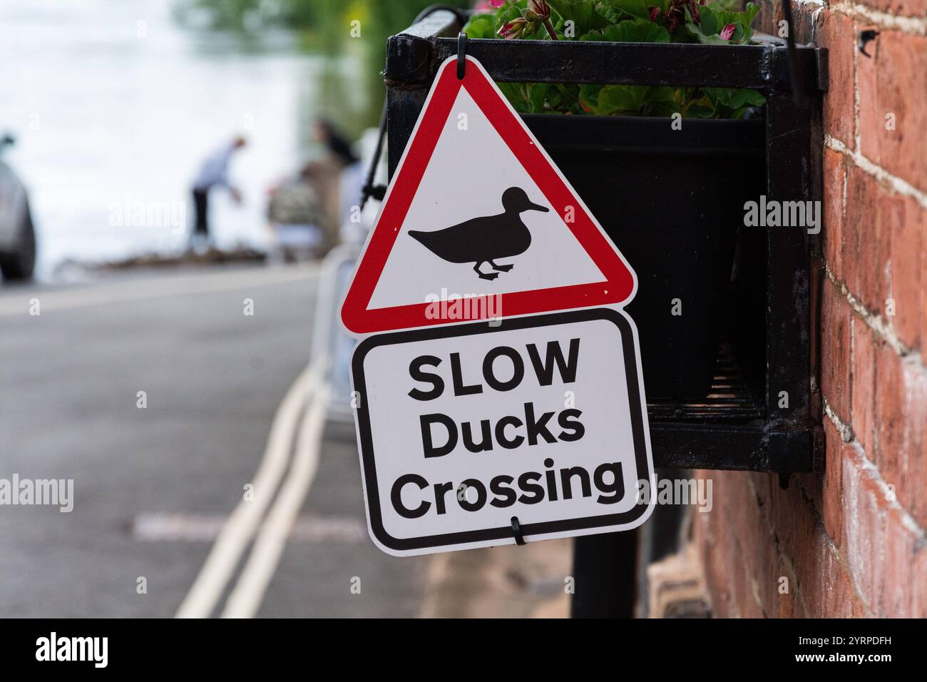 A small road sign says: 'Slow Ducks Crossing', warning motorists to be ...