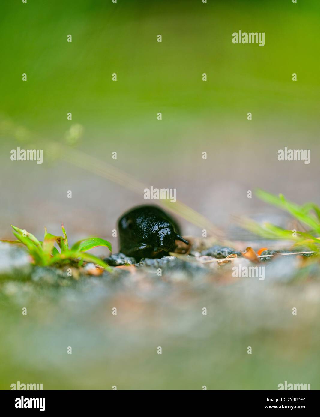 Black slug slowly moving on a gravel road Stock Photo - Alamy