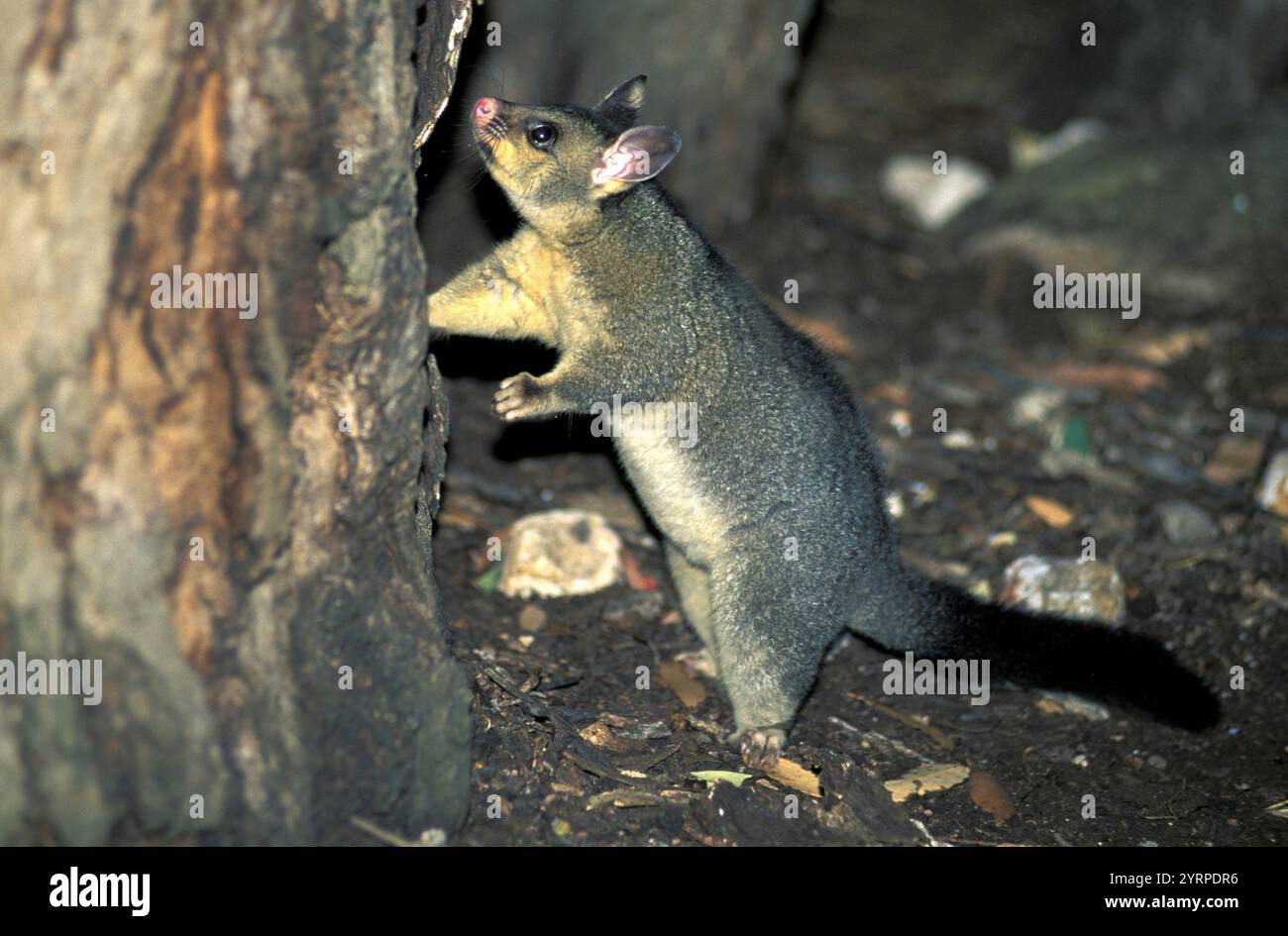 Australia, Tasmania, common brushtail possum, Trichosurus vulpecula ...