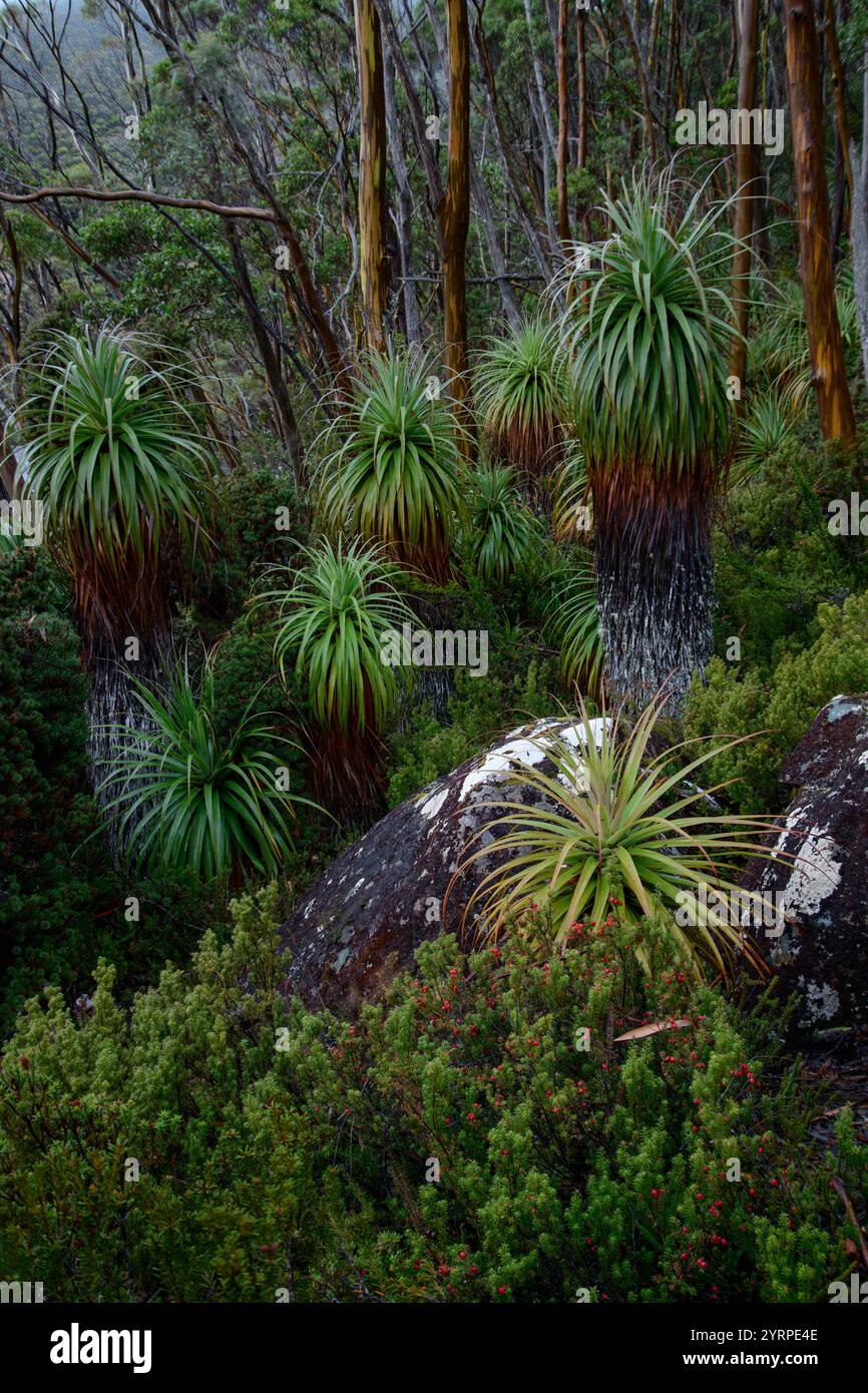 Australia, Tasmania, Mount Field National Park, Lake Dobson, Pandani ...