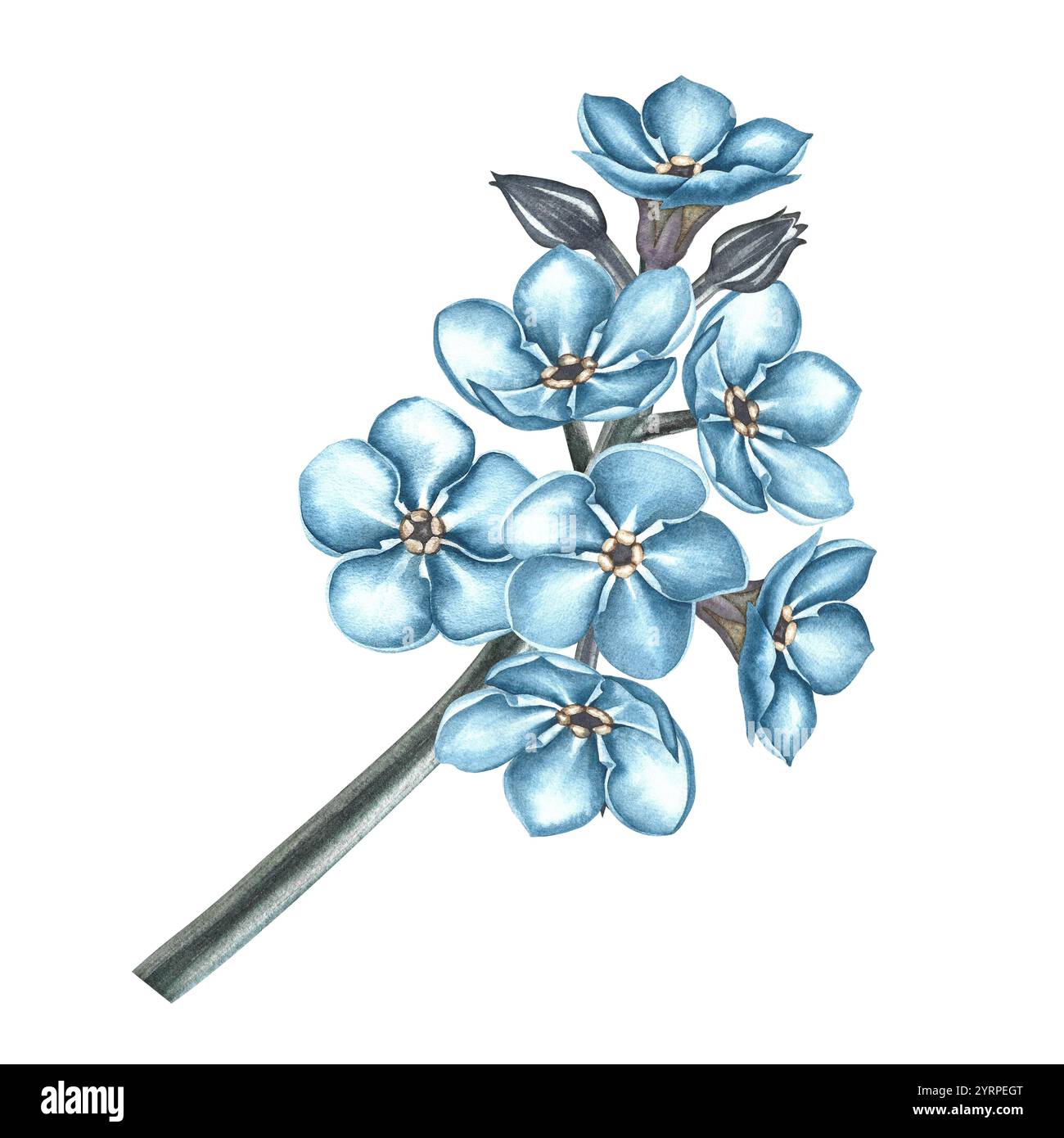 Forget-me-not flower. A hand-drawn watercolor illustration. Highlight ...