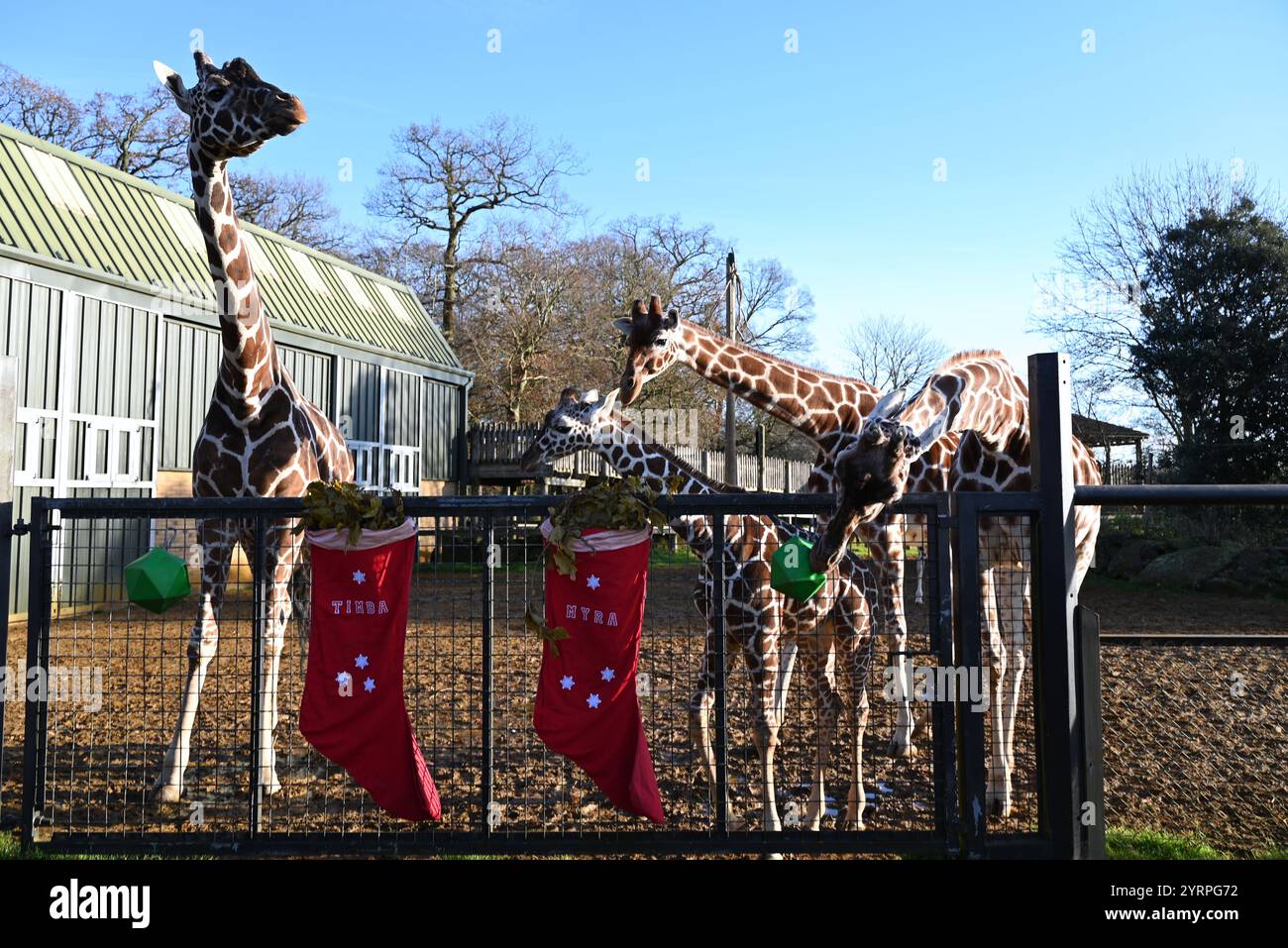 A bevy of baby animals are being treated to an early Christmas at ...