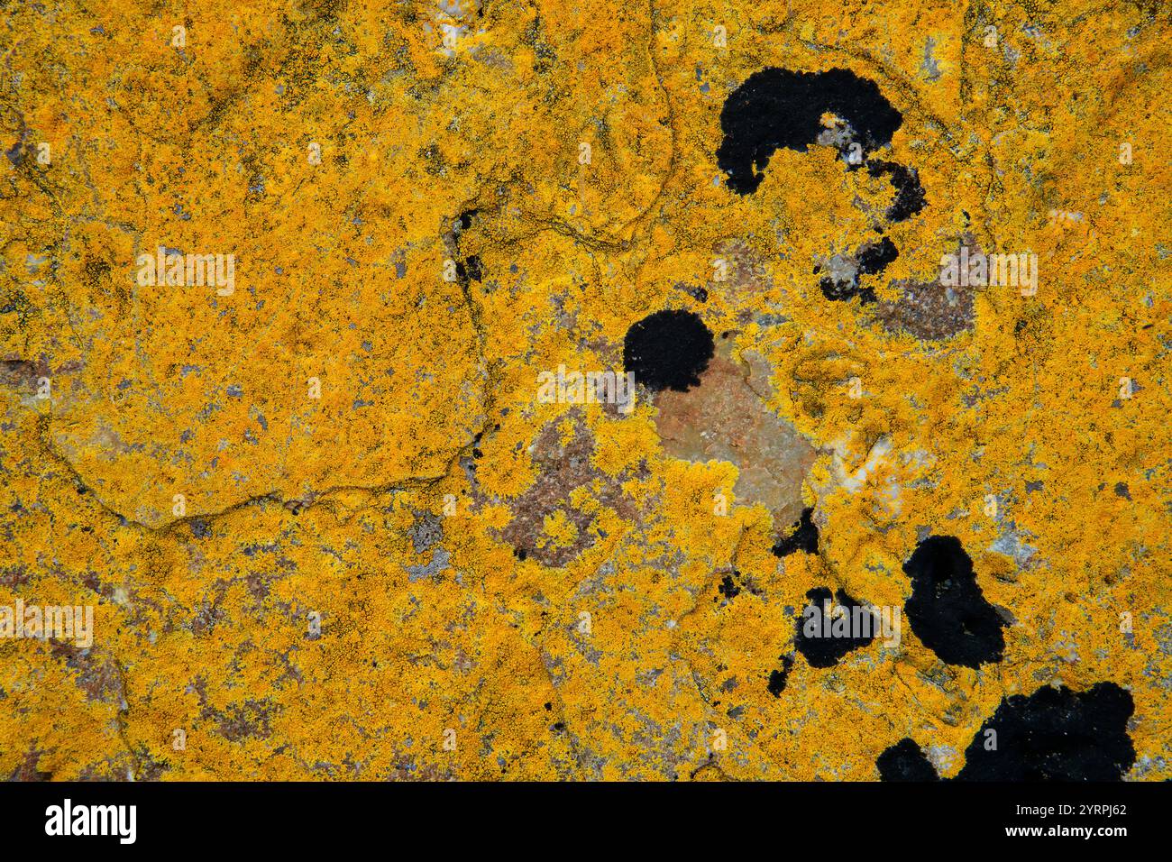 Australia, Tasmania, Eaglehwk Neck, Forestier Peninsula, Tessellated ...