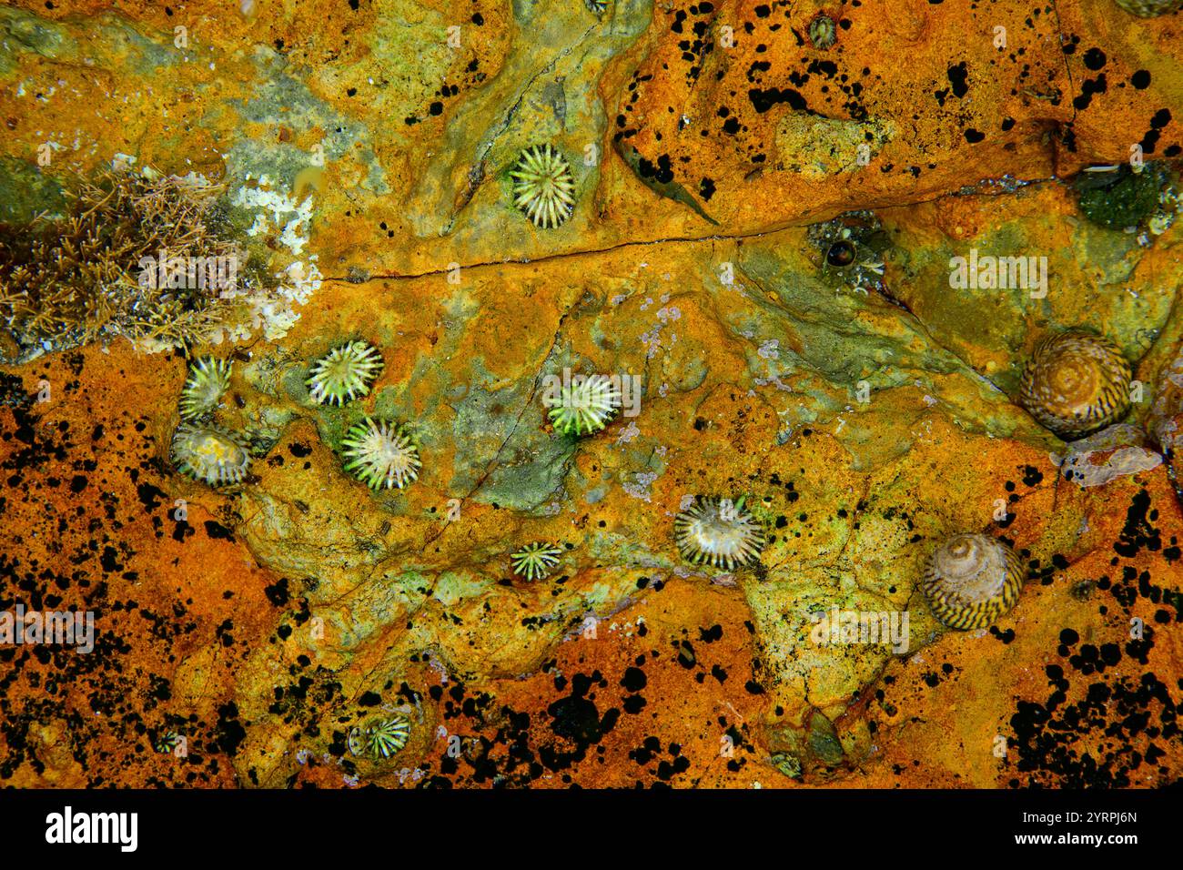 Australia, Tasmania, Eaglehwk Neck, Forestier Peninsula, Tessellated ...