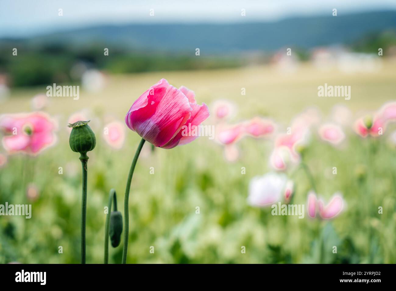 Purple poppy blossoms in field hi-res stock photography and images - Alamy
