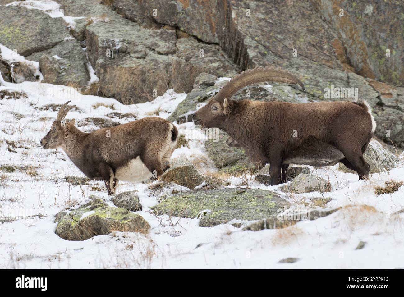 Alpine ibex, Capra ibex, male and female in the rut, Gran Paradiso ...