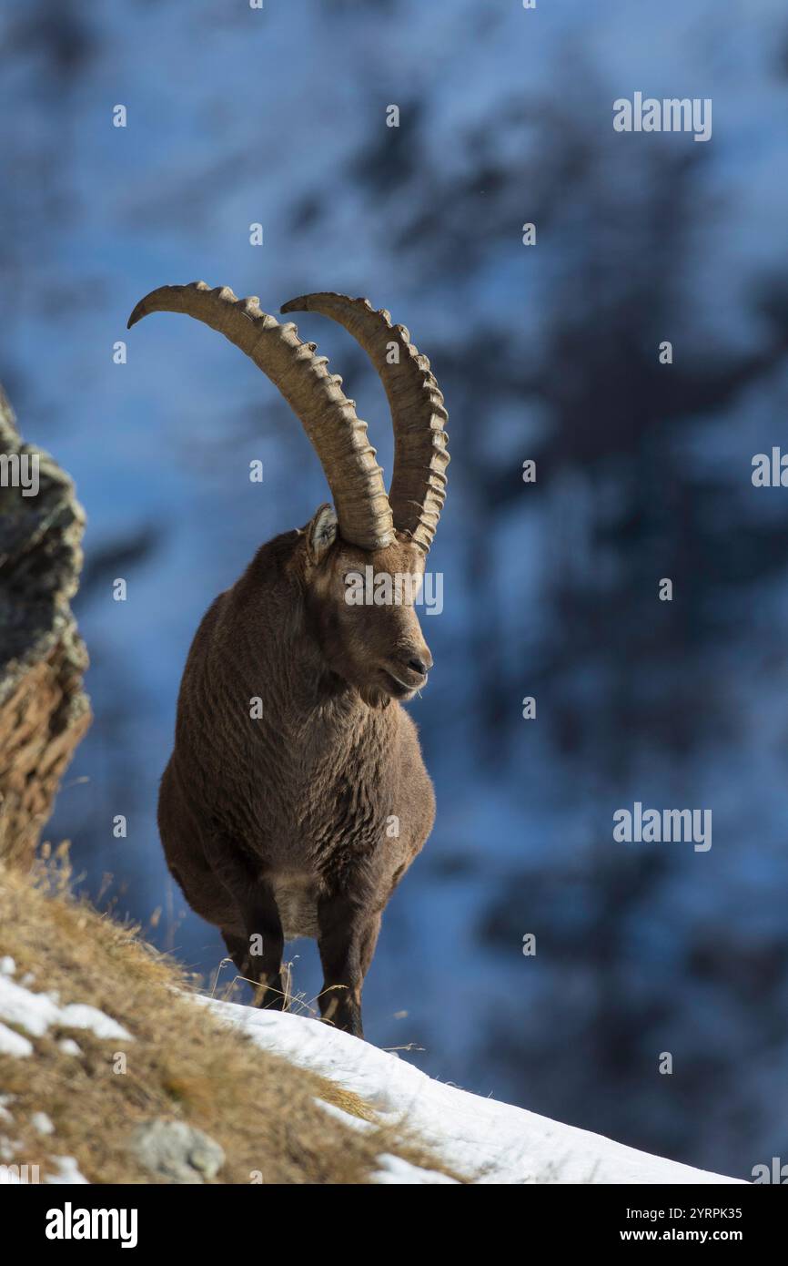 Alpine ibex, Capra ibex, male in the snow, Gran Paradiso National Park ...