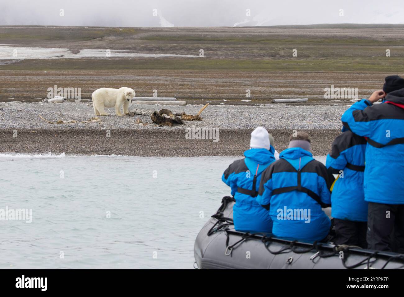 Polar bear, Ursus maritimus, Thalarctos maritimus, tourists taking photos of polar bears from a ...