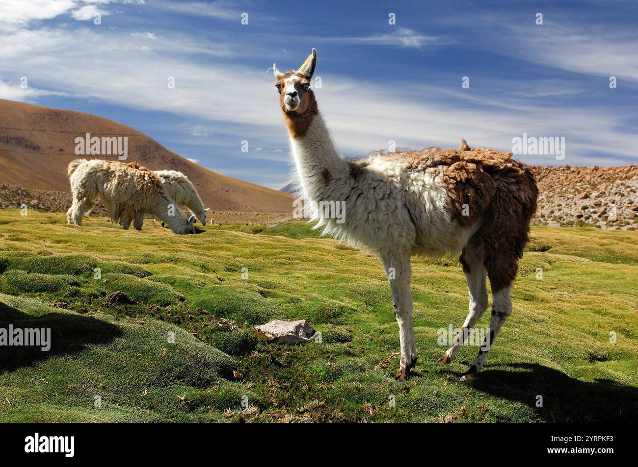 South America, Chile, Altiplano, Autofagasta, San Pedro de Atacama ...