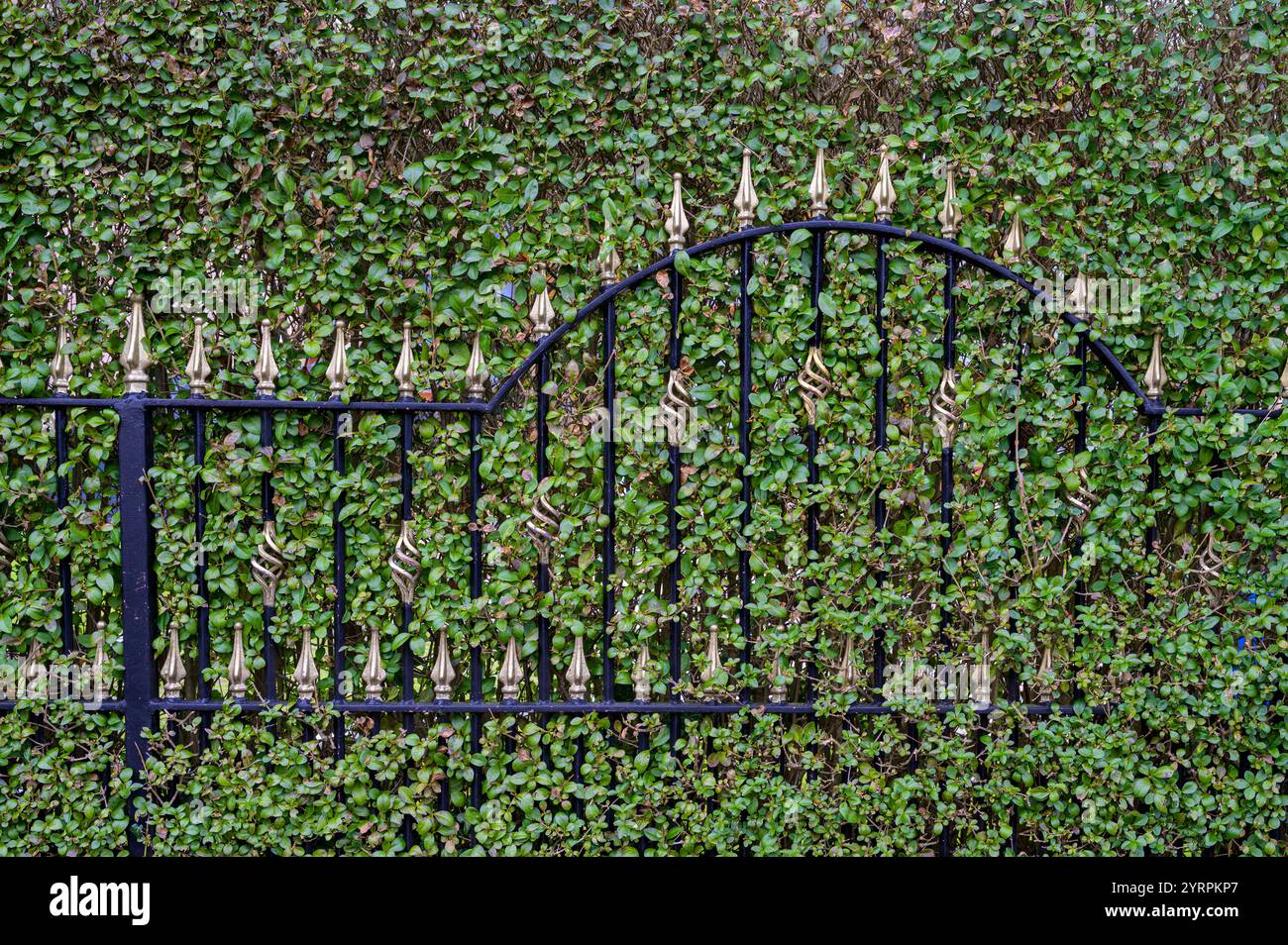 A fence being overtaken by an overgrown hedge Stock Photo - Alamy