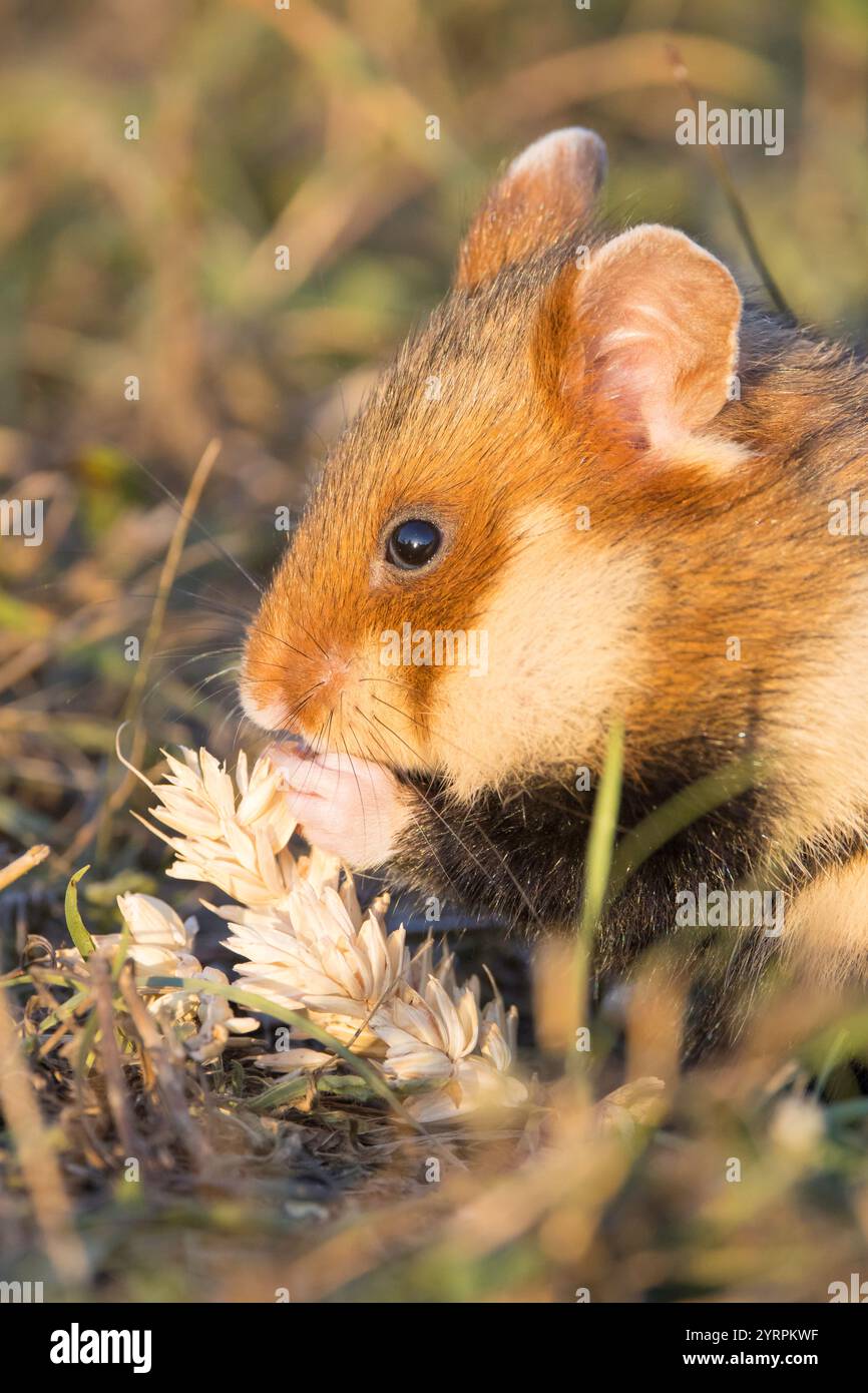 European Hamster, Cricetus cricetus, adult hamster eating a wheat ear ...