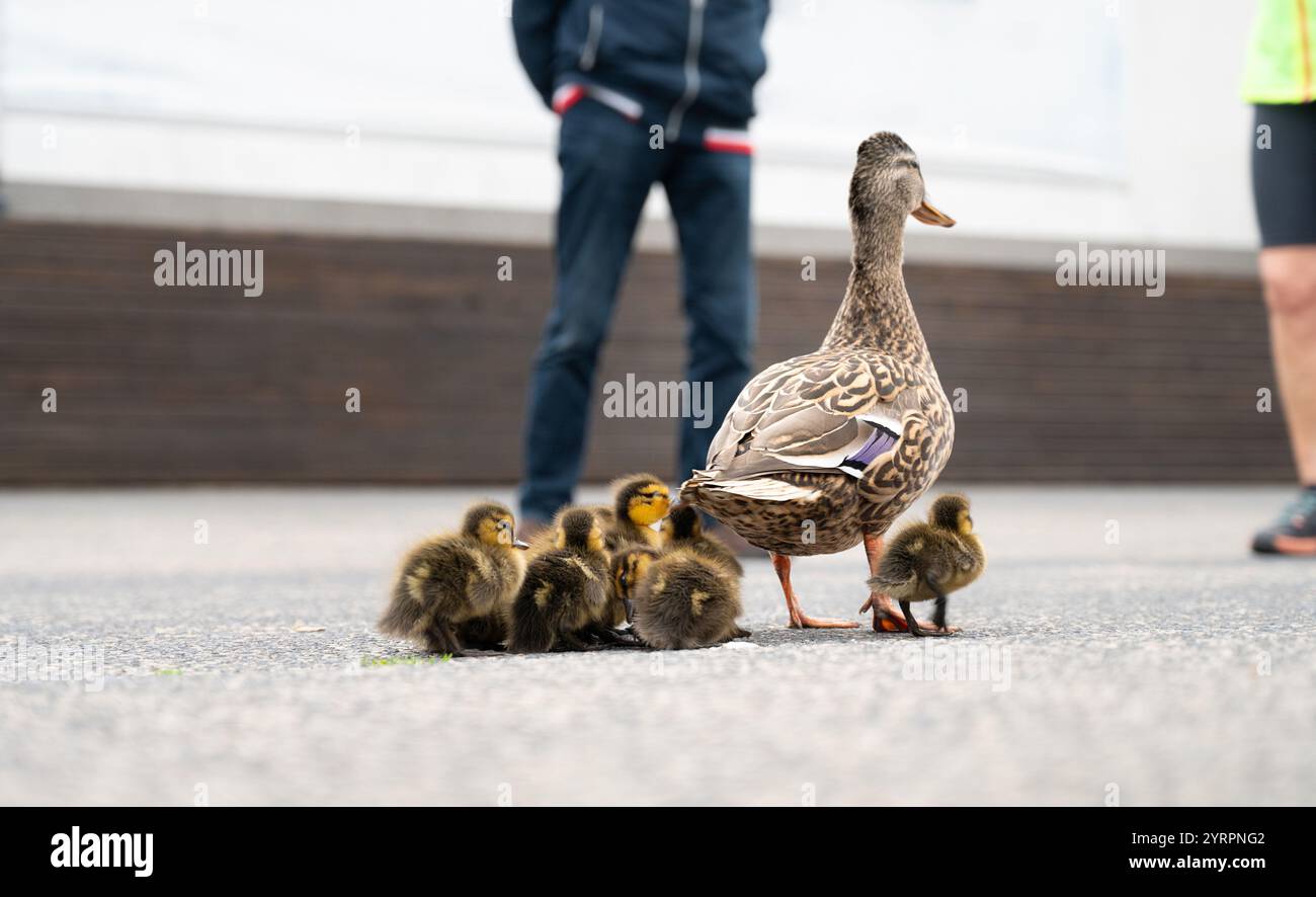 Duck family walking on a city road with cars, people trying to rescue ...