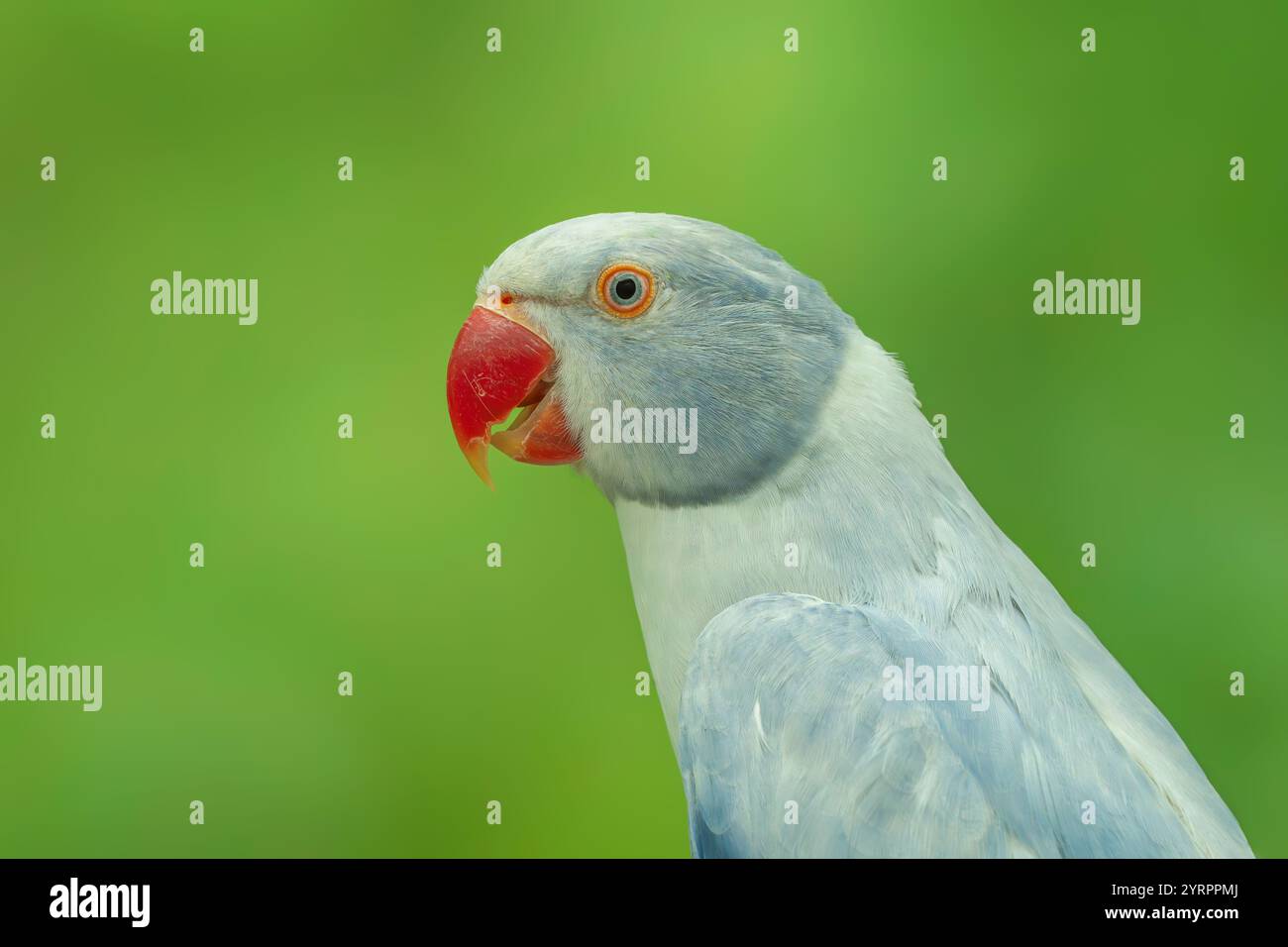 rose-ringed parakeet or ring-necked parakeet violet opaline cleartail ...