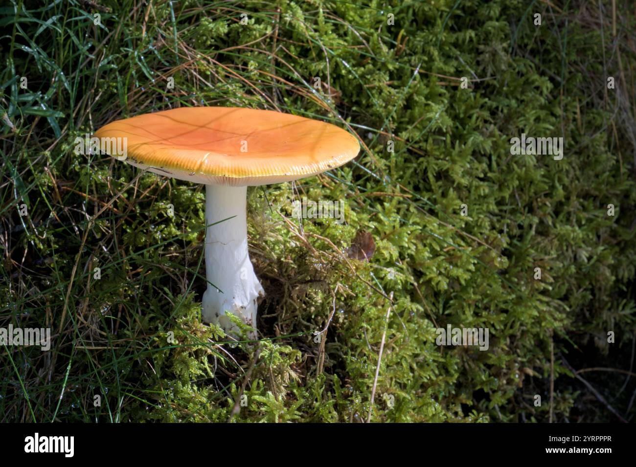 Orange-capped mushroom with a white stem growing amidst lush green moss ...