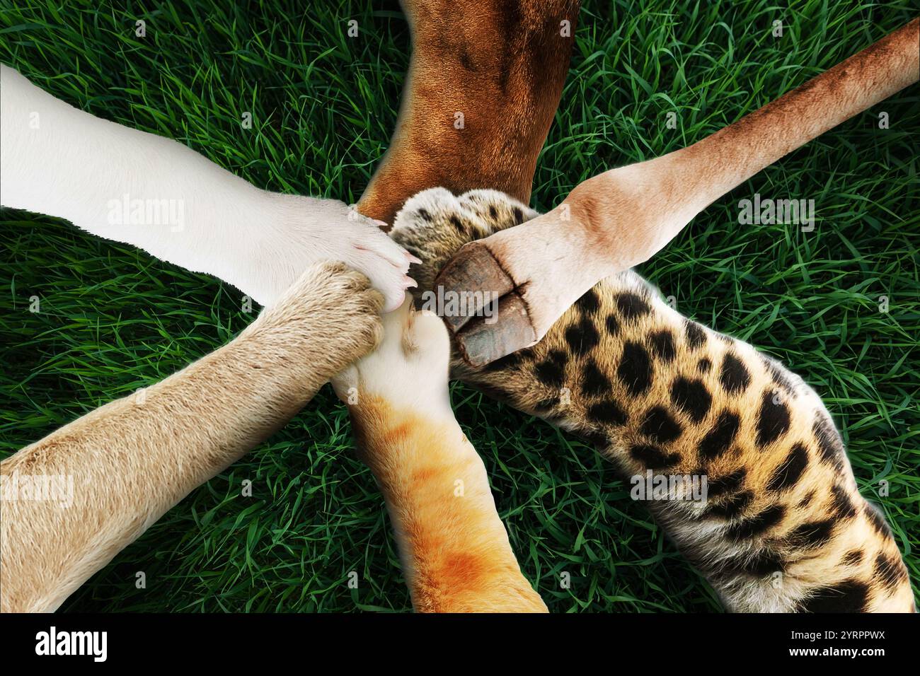 Funny animals keep their paws together, top view. Teamwork and success ...