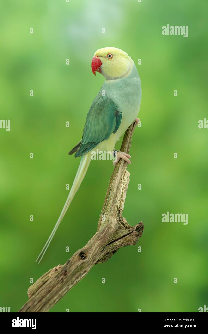 rose-ringed parakeet or ring-necked parakeet aqua cleartail 4,5 year ...