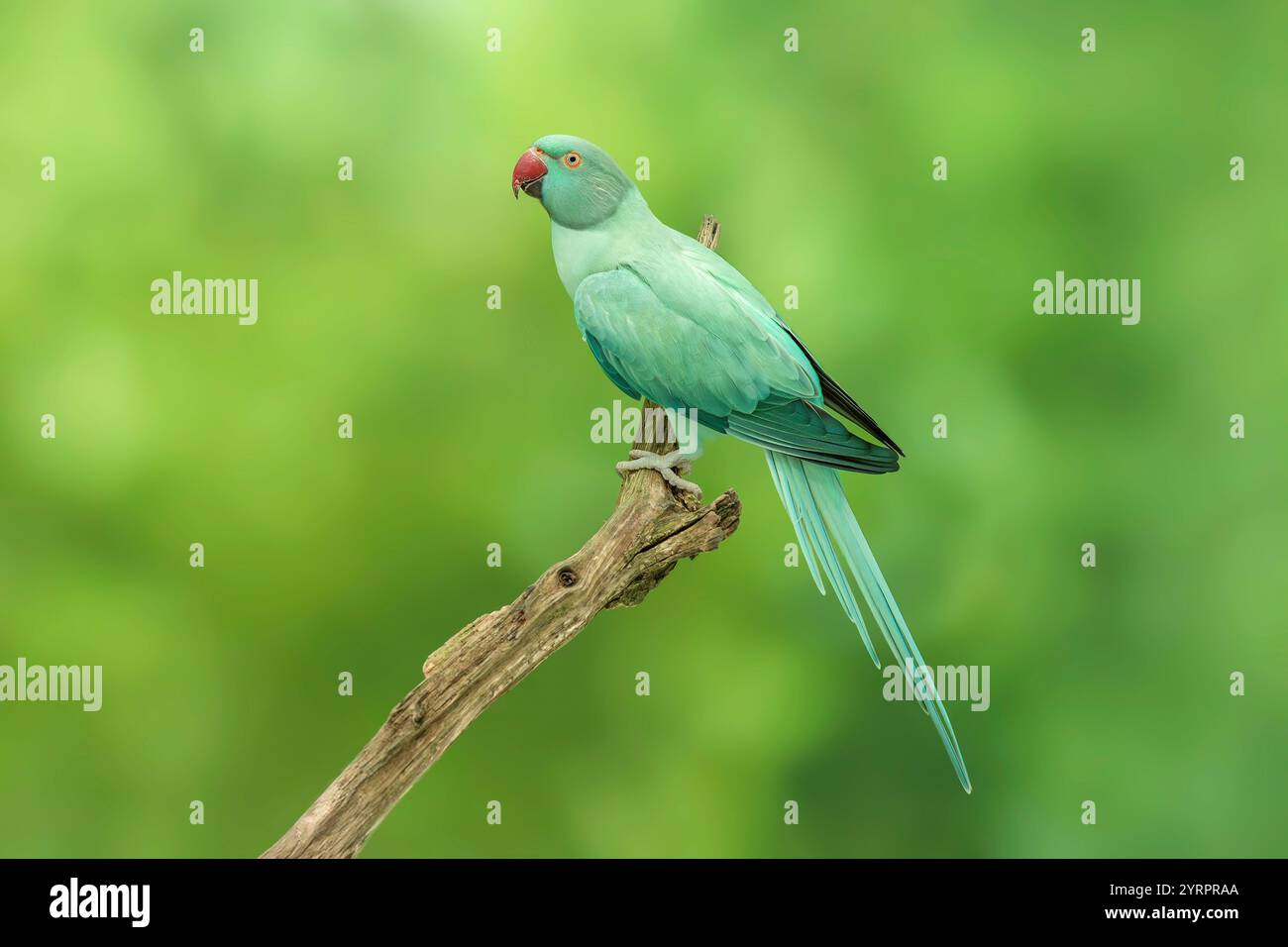 rose-ringed parakeet or ring-necked parakeet mutation aqua opaline 4.5 ...