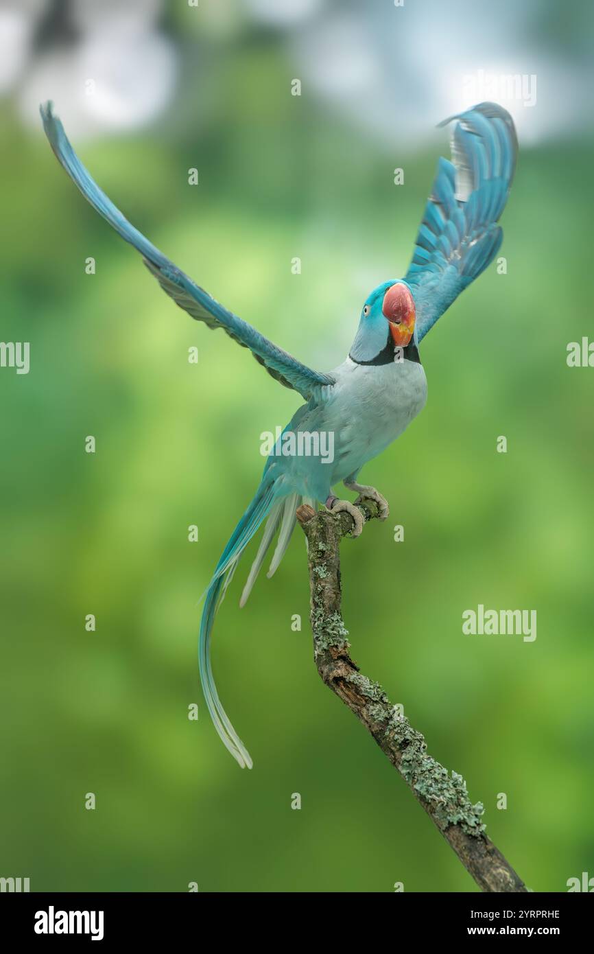 Alexandrine parakeet mutation blue male Psittacula eupatria Stock Photo ...