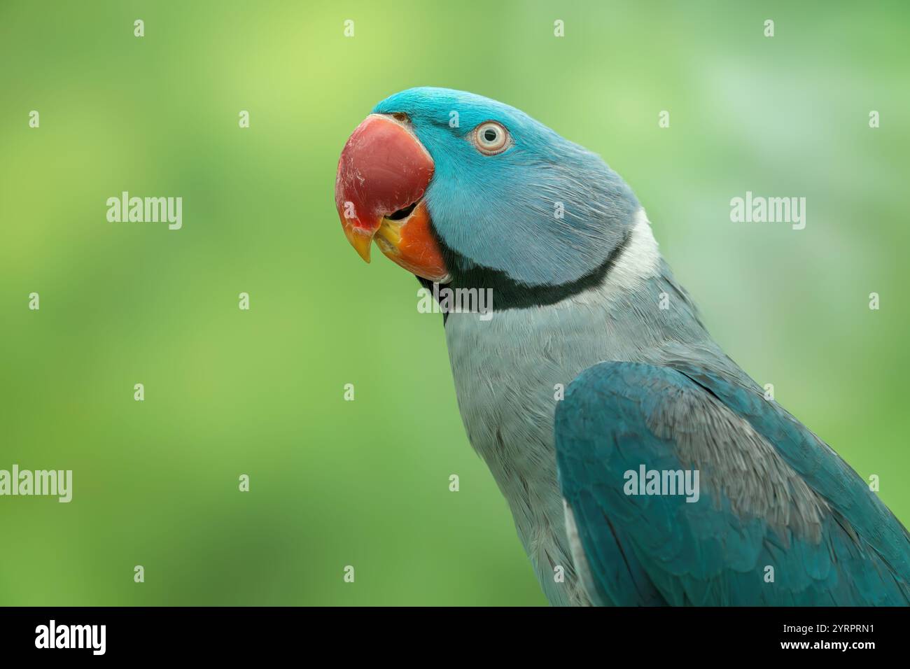 Alexandrine parakeet mutation blue male Psittacula eupatria Stock Photo ...
