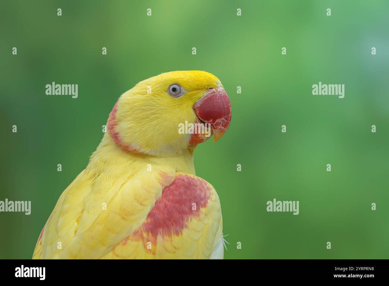 Alexandrine parakeet mutation lutino male Psittacula eupatria Stock ...