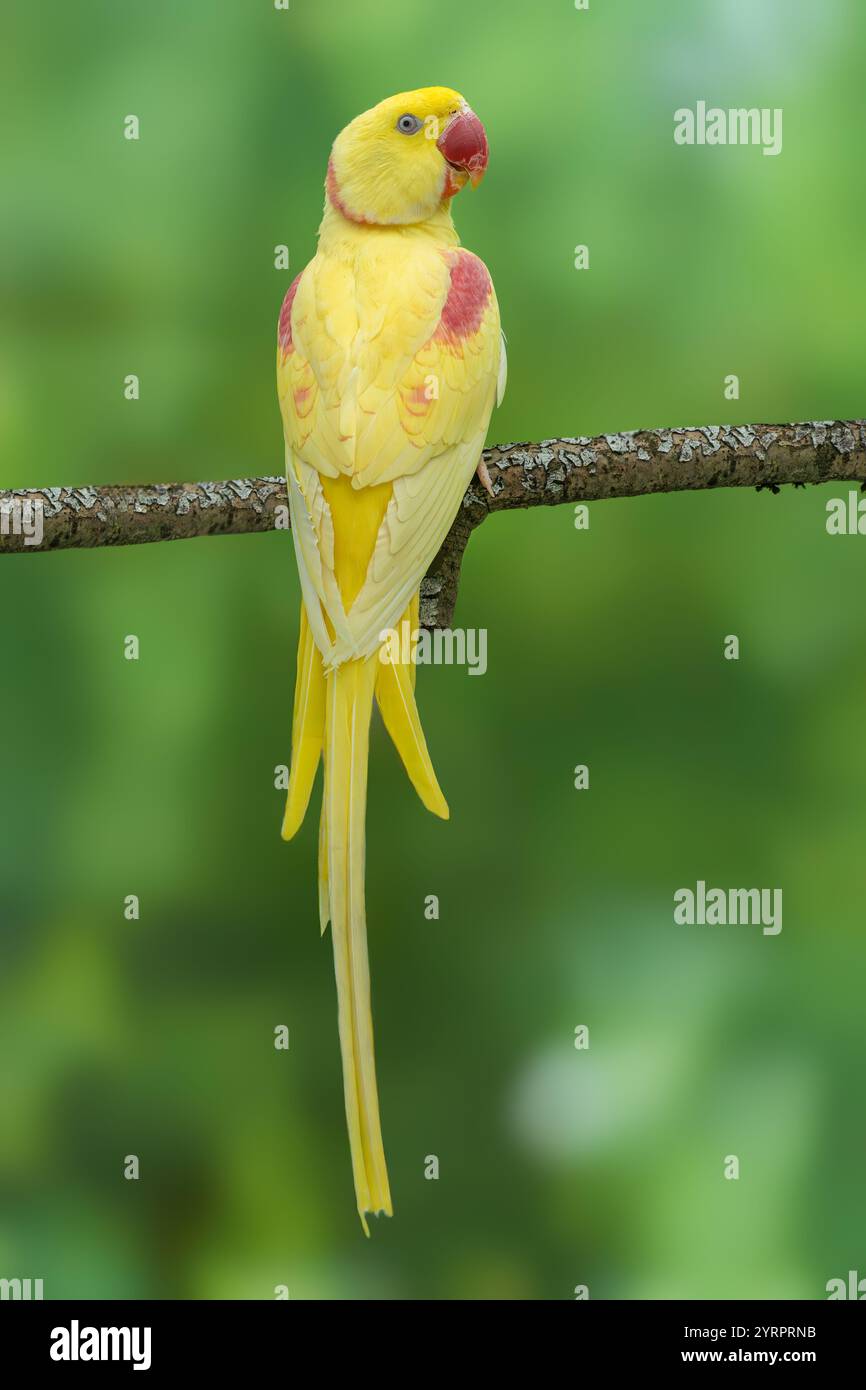 Yellow Alexandrine Parrot