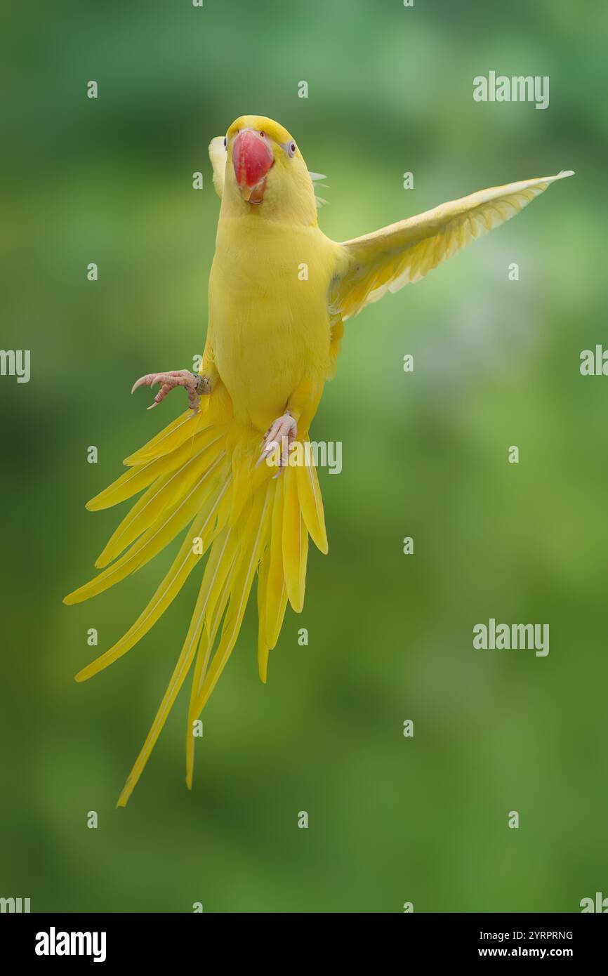 Alexandrine parakeet mutation lutino female Psittacula eupatria Stock ...