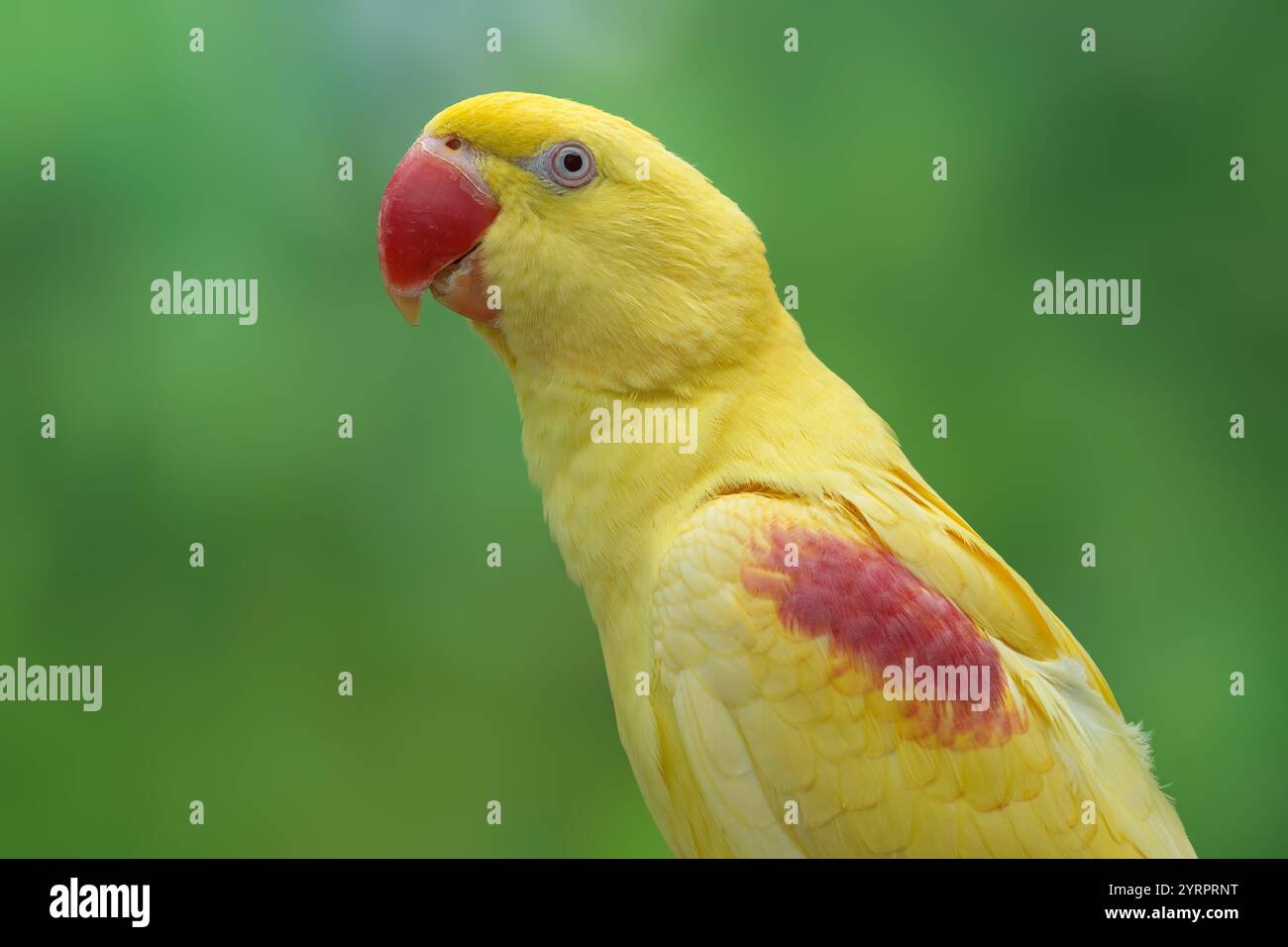 Alexandrine parakeet mutation lutino female Psittacula eupatria Stock ...