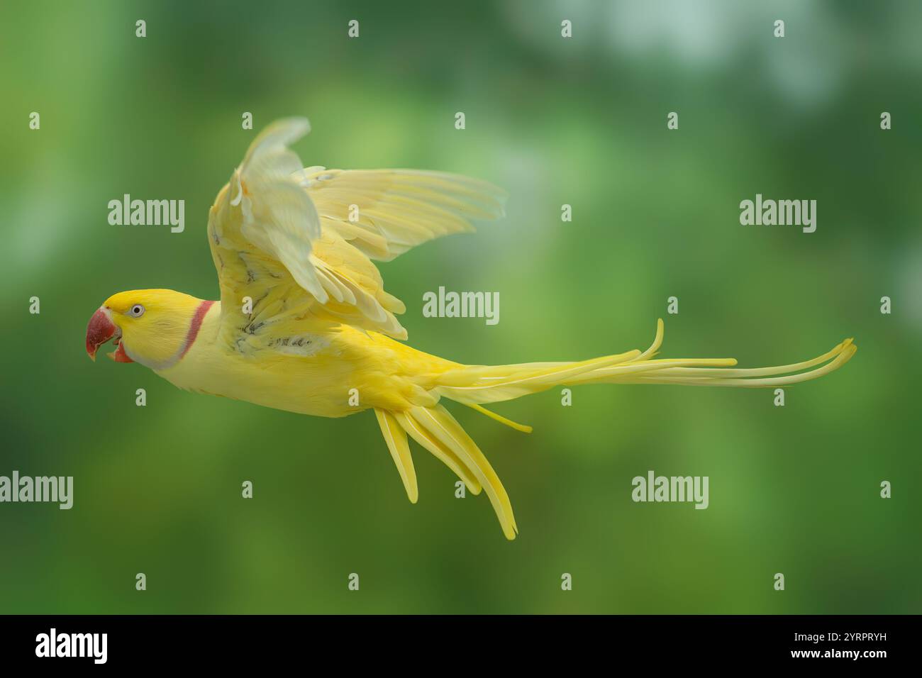 Alexandrine parakeet mutation lutino male Psittacula eupatria Stock ...