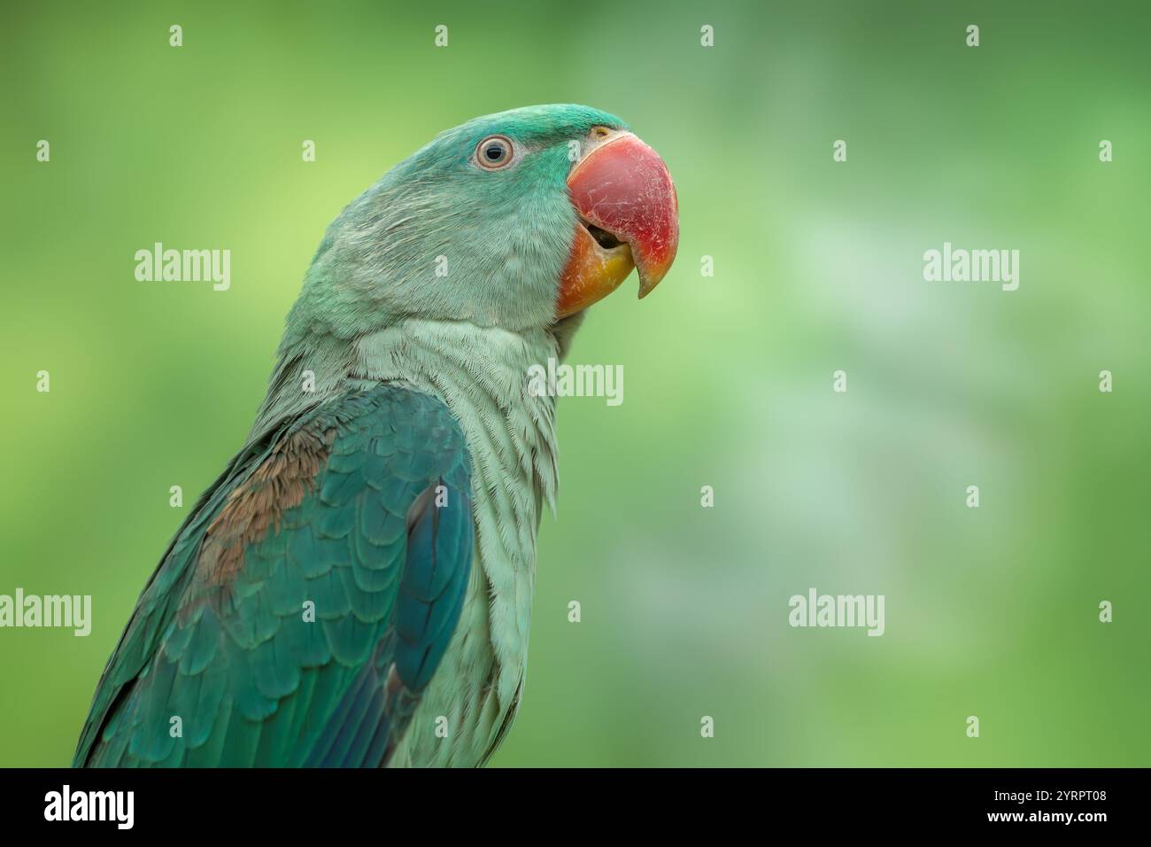 Alexandrine parakeet mutation aqua 1,6 year male Psittacula eupatria ...