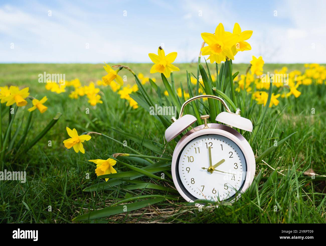 Alarm clock with daffodils flowers, switch to daylight saving time in ...