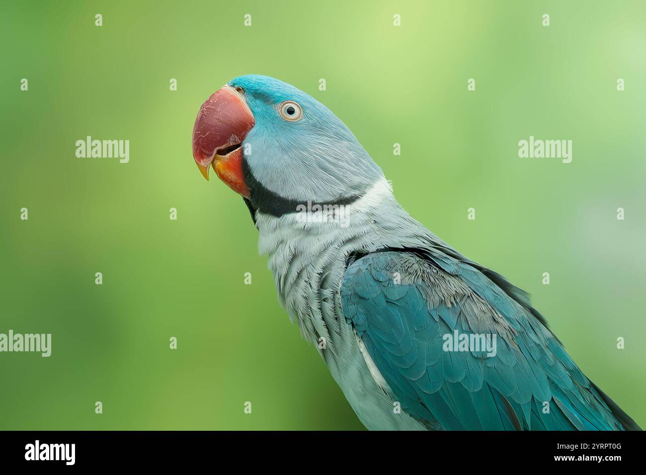 Alexandrine parakeet mutation blue male Psittacula eupatria Stock Photo ...