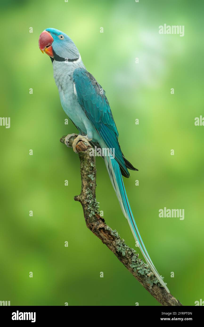 Alexandrine parakeet mutation blue male Psittacula eupatria Stock Photo ...