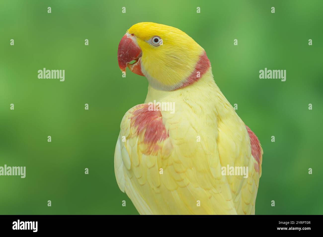 Yellow Albino Alexandrine Parrot