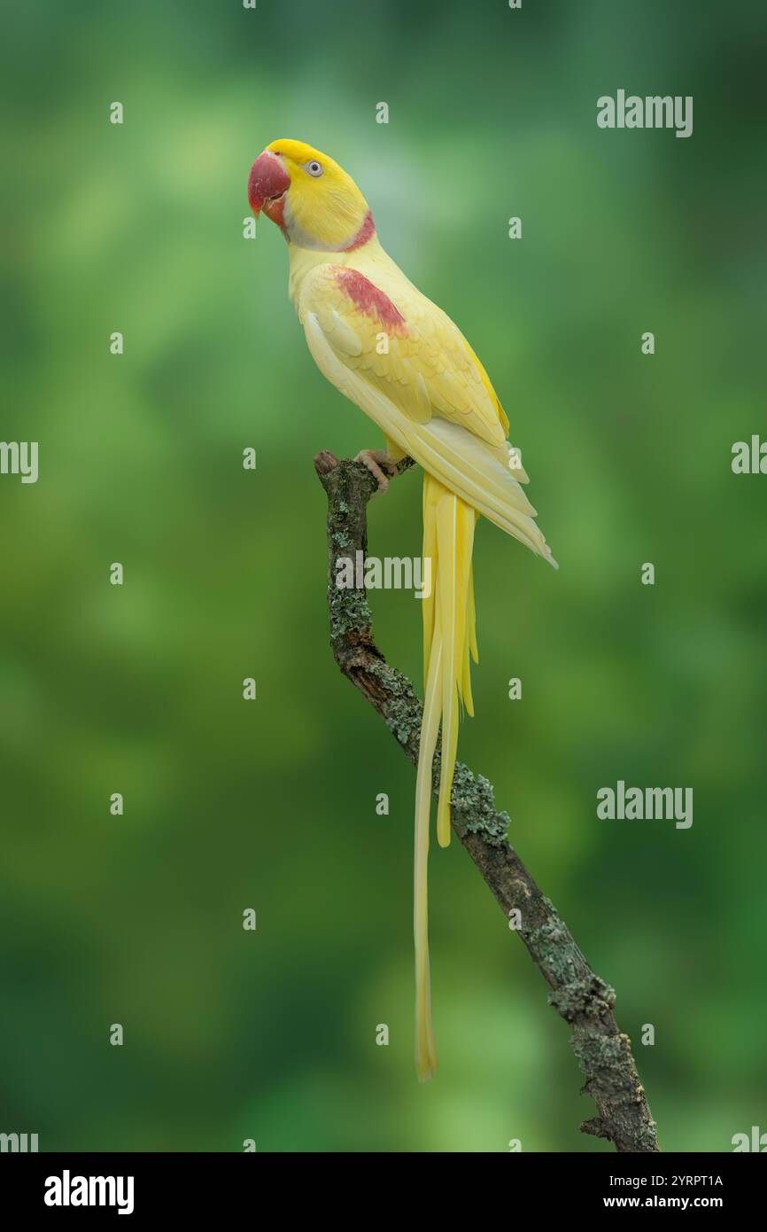 Alexandrine parakeet mutation lutino male Psittacula eupatria Stock ...