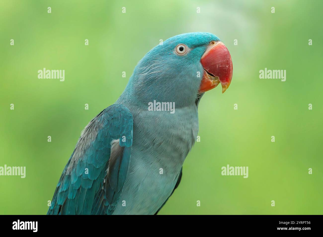 Alexandrine parakeet mutation blue female Psittacula eupatria Stock ...