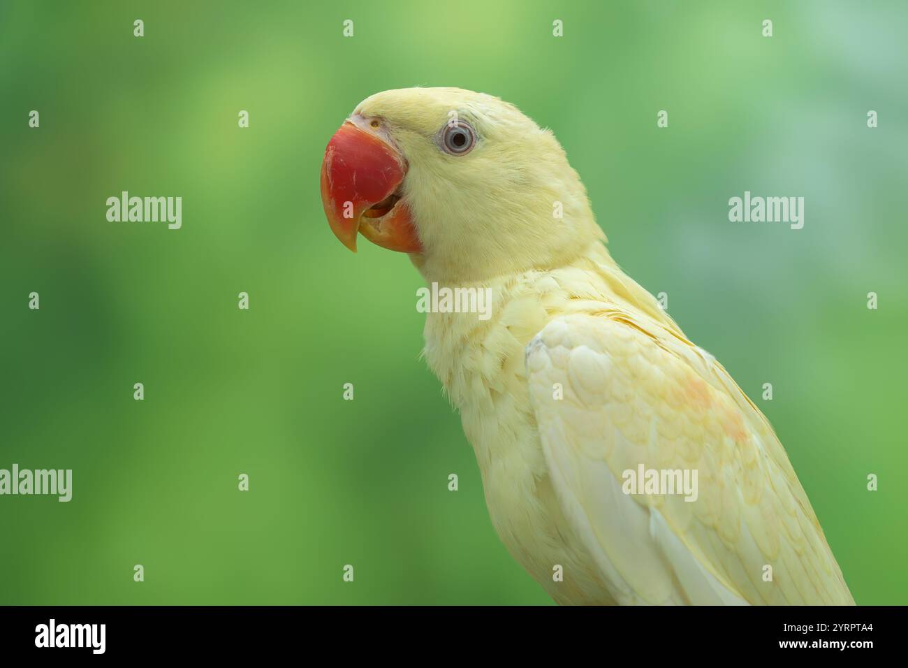 Alexandrine parakeet mutation aqua-ino young male 7 month Psittacula ...