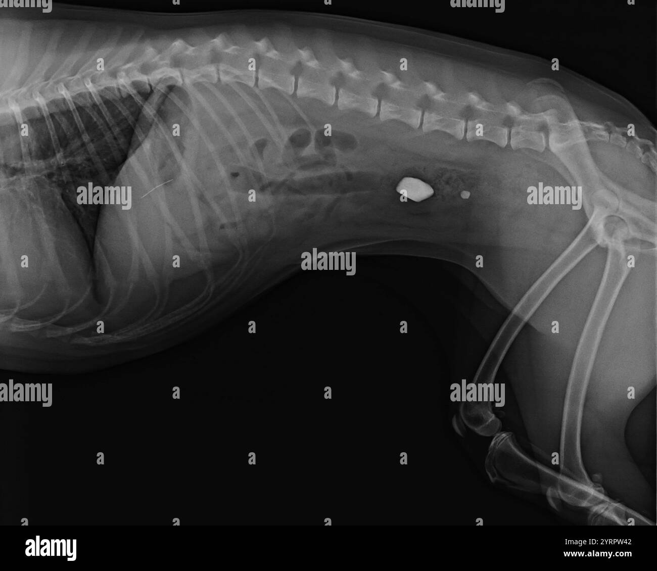 X-ray of a dog after swallowing stones. Foreign body ingestion in dogs ...