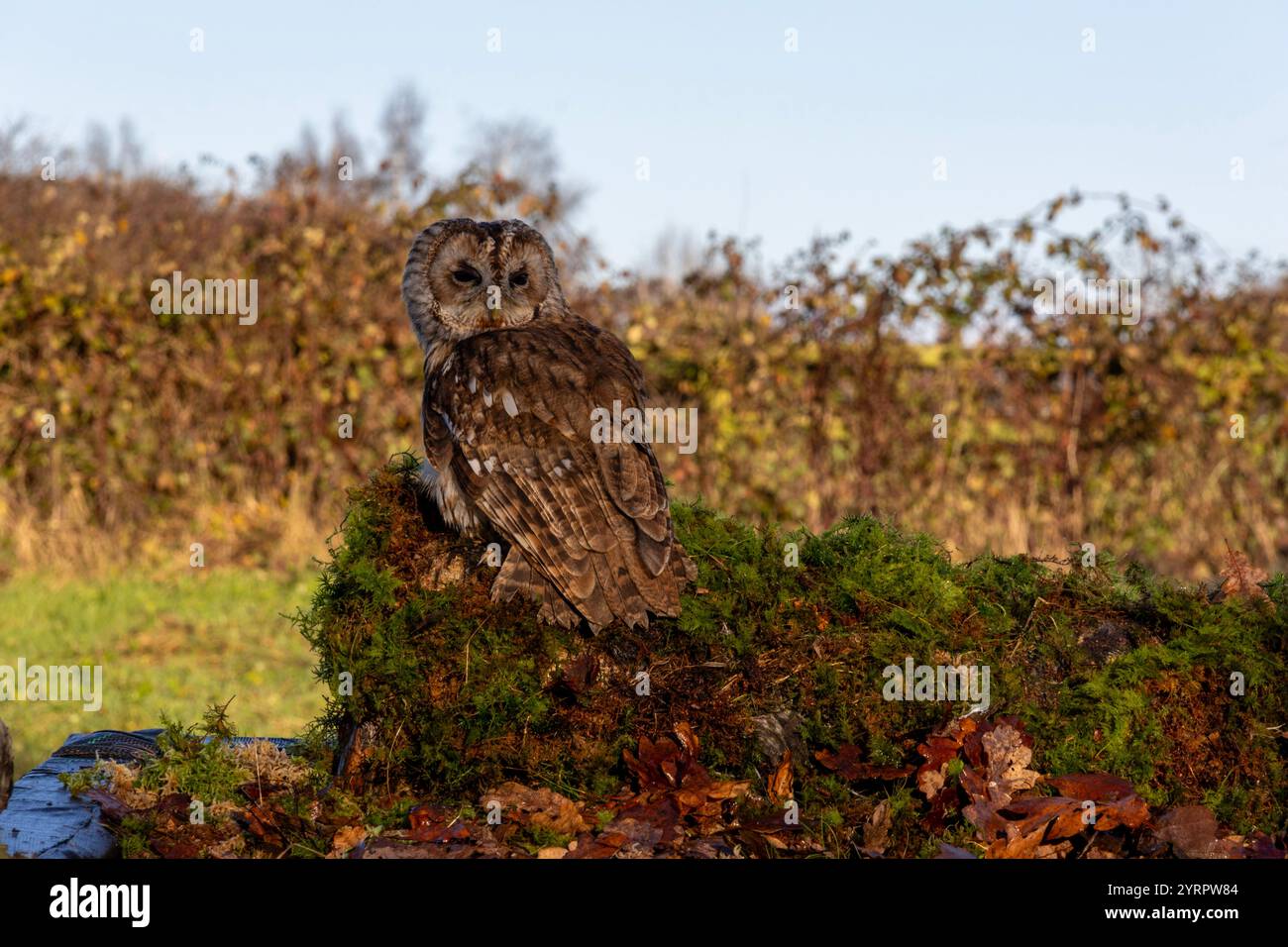 Tawny Owl Looking Over its Shoulder Stock Photo - Alamy