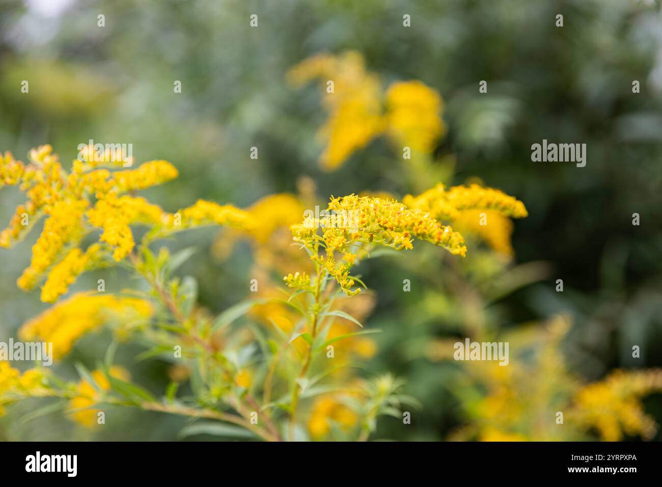 Goldenrod plant and yellow flowers Stock Photo - Alamy