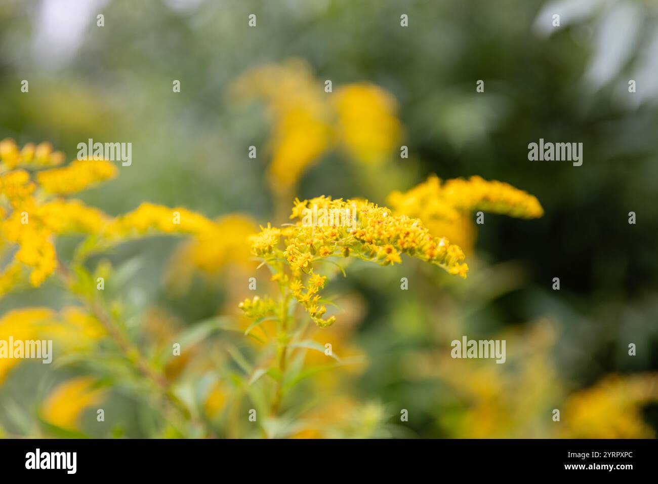 Goldenrod plant yellow flowers hi-res stock photography and images - Alamy