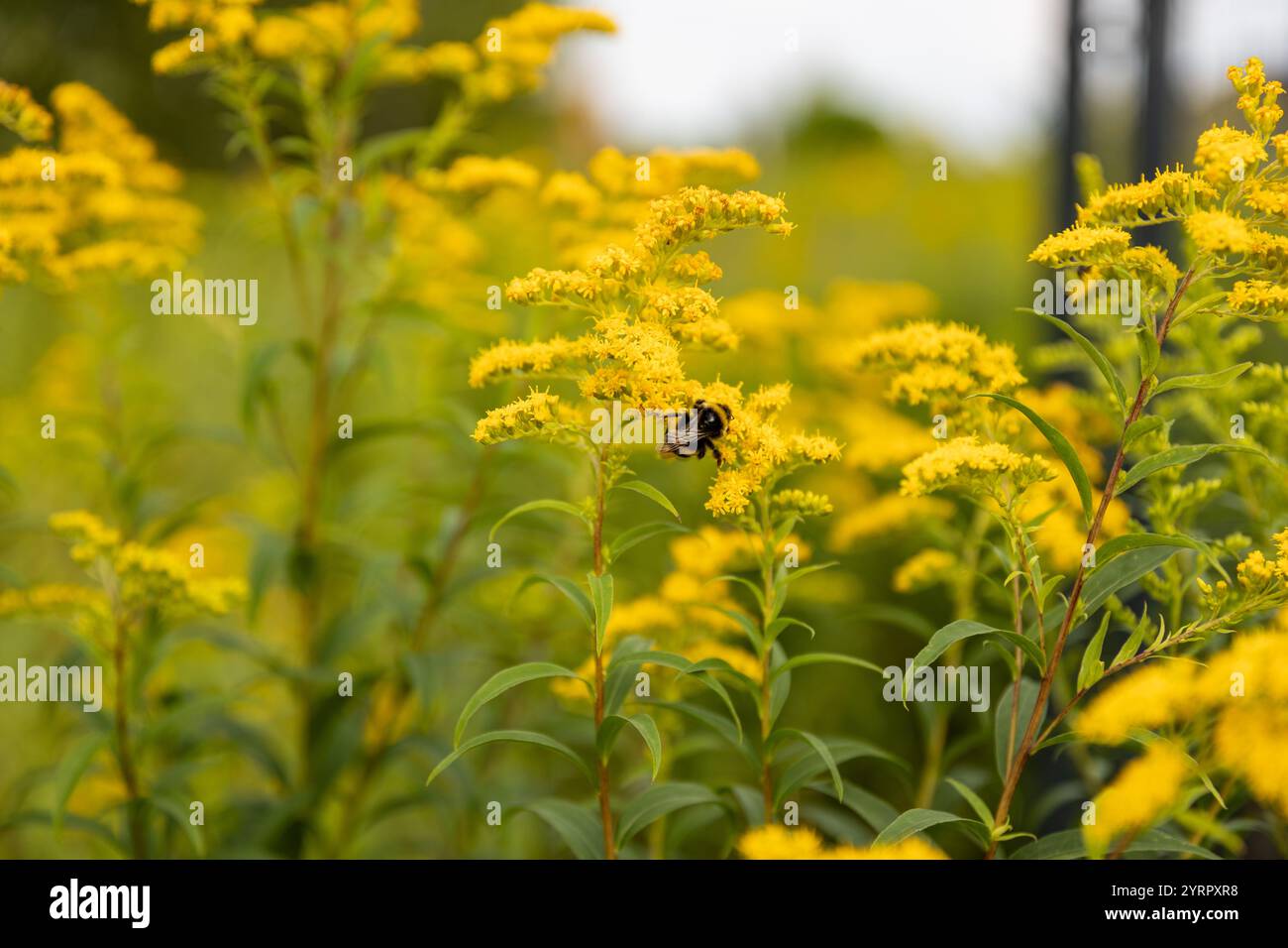 Goldenrod flowers hi-res stock photography and images - Alamy