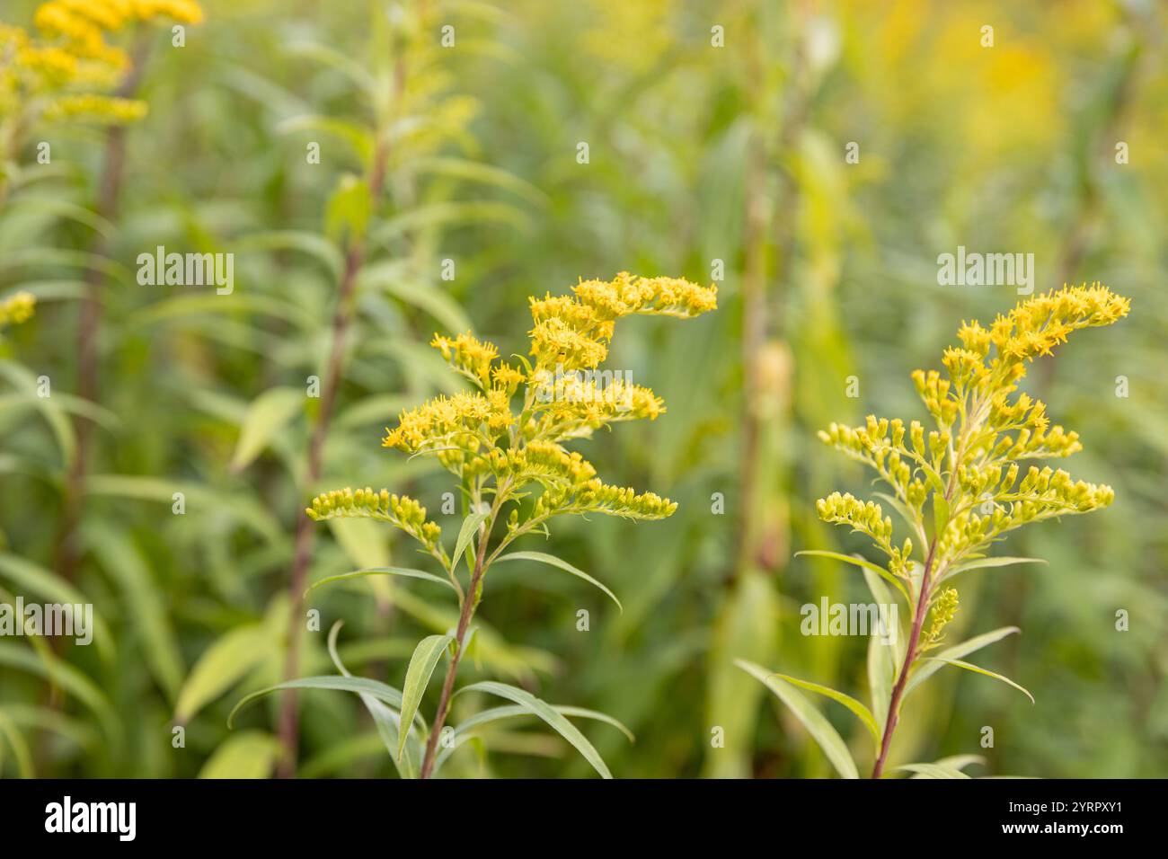 Goldenrod flowers hi-res stock photography and images - Alamy