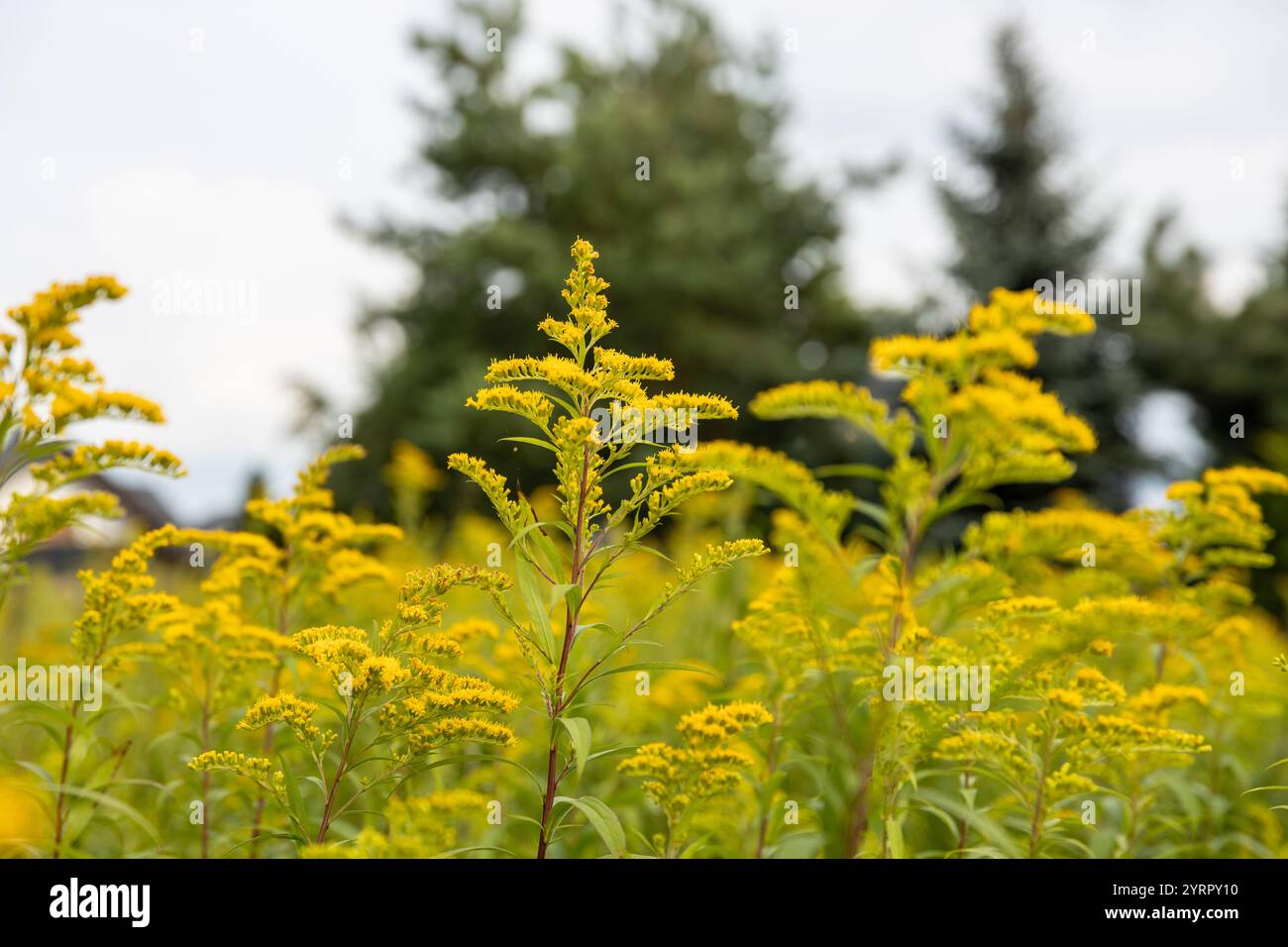 Goldenrod flowers hi-res stock photography and images - Alamy