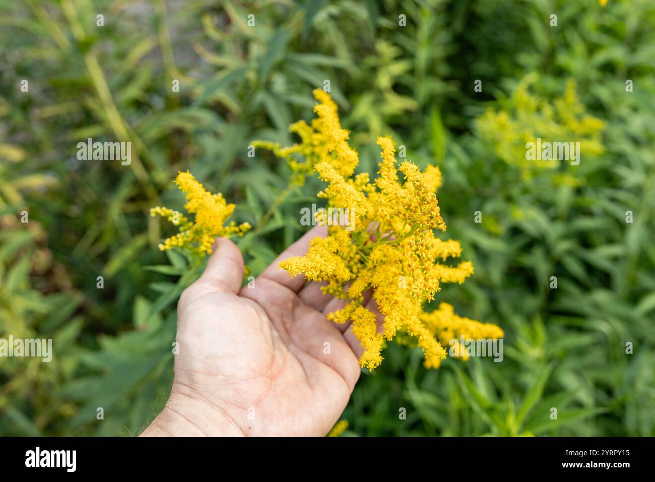 Hand yellow flowers hi-res stock photography and images - Alamy