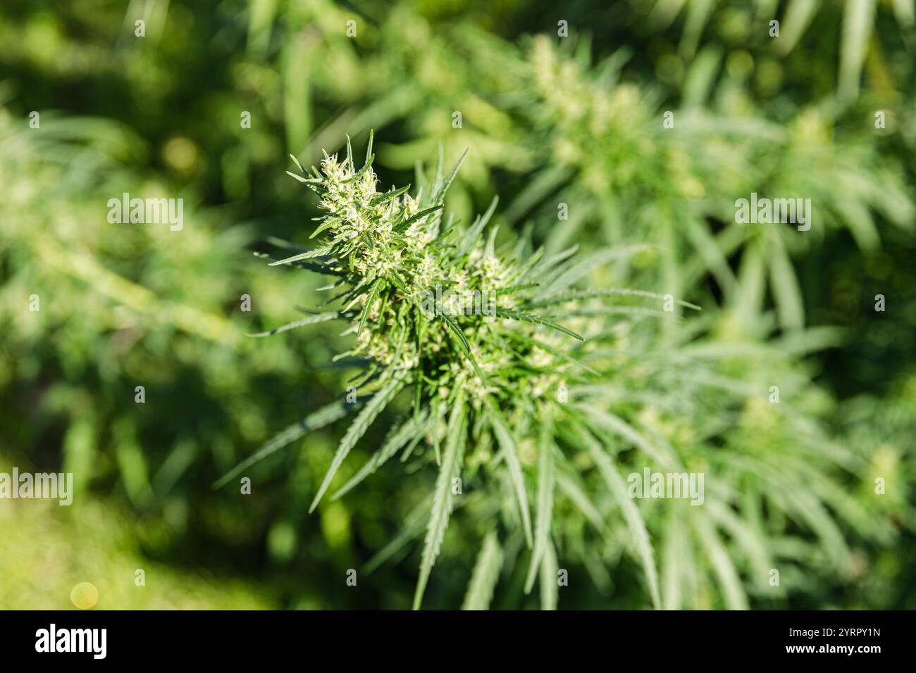 Weed green grass growing hi-res stock photography and images - Alamy