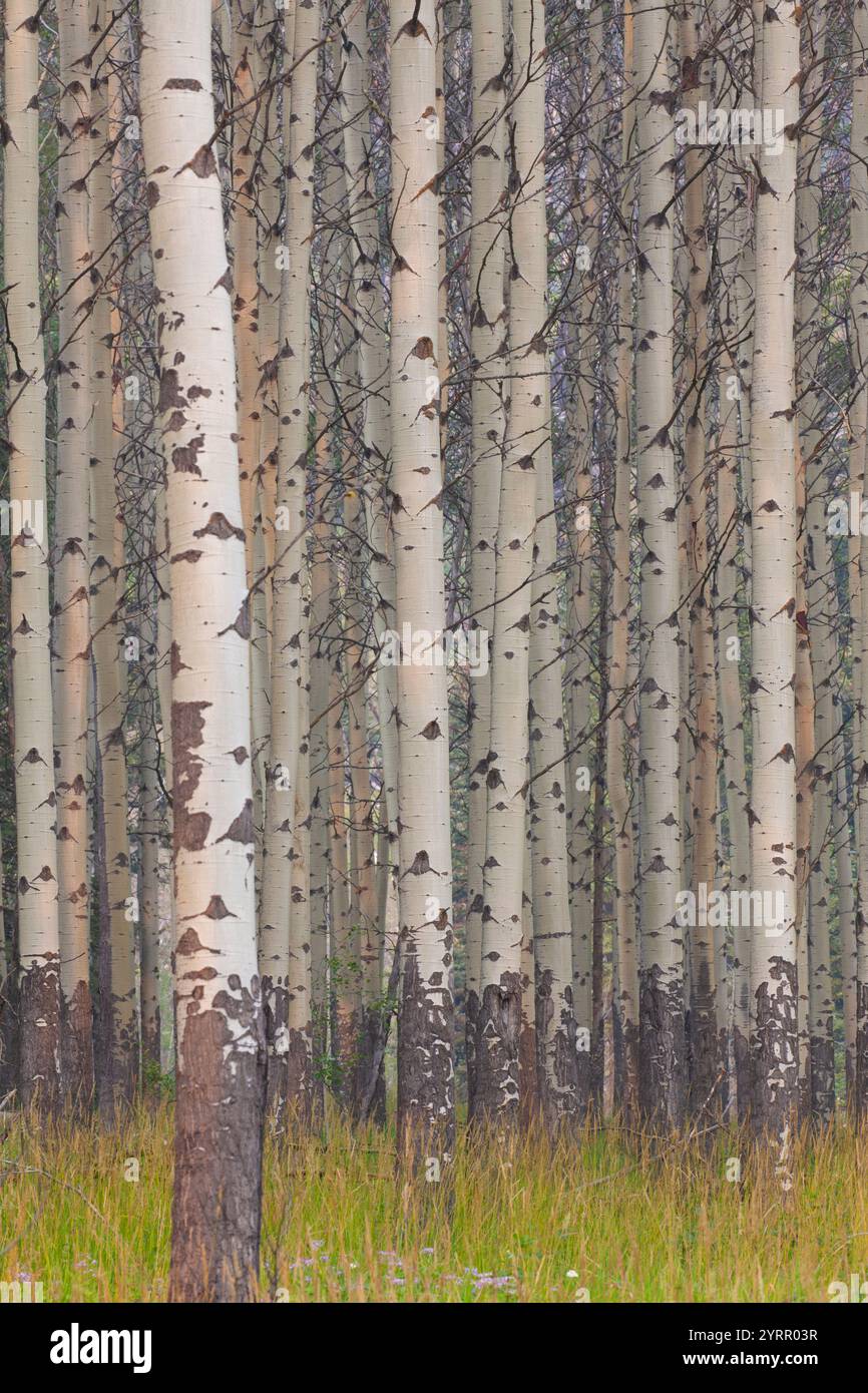 Trembling aspen, Populus tremula, tree trunks, Banff National Park ...
